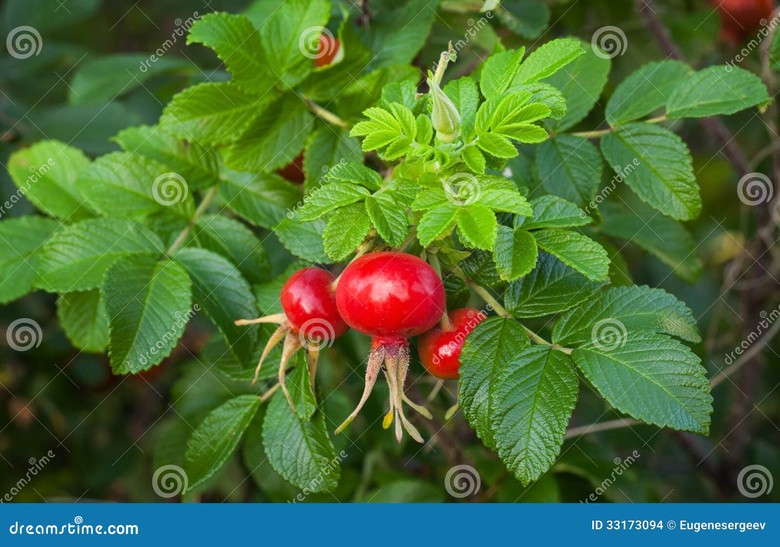 Rode hond-roze bessen stock foto. Image of rood, helder - 33173094