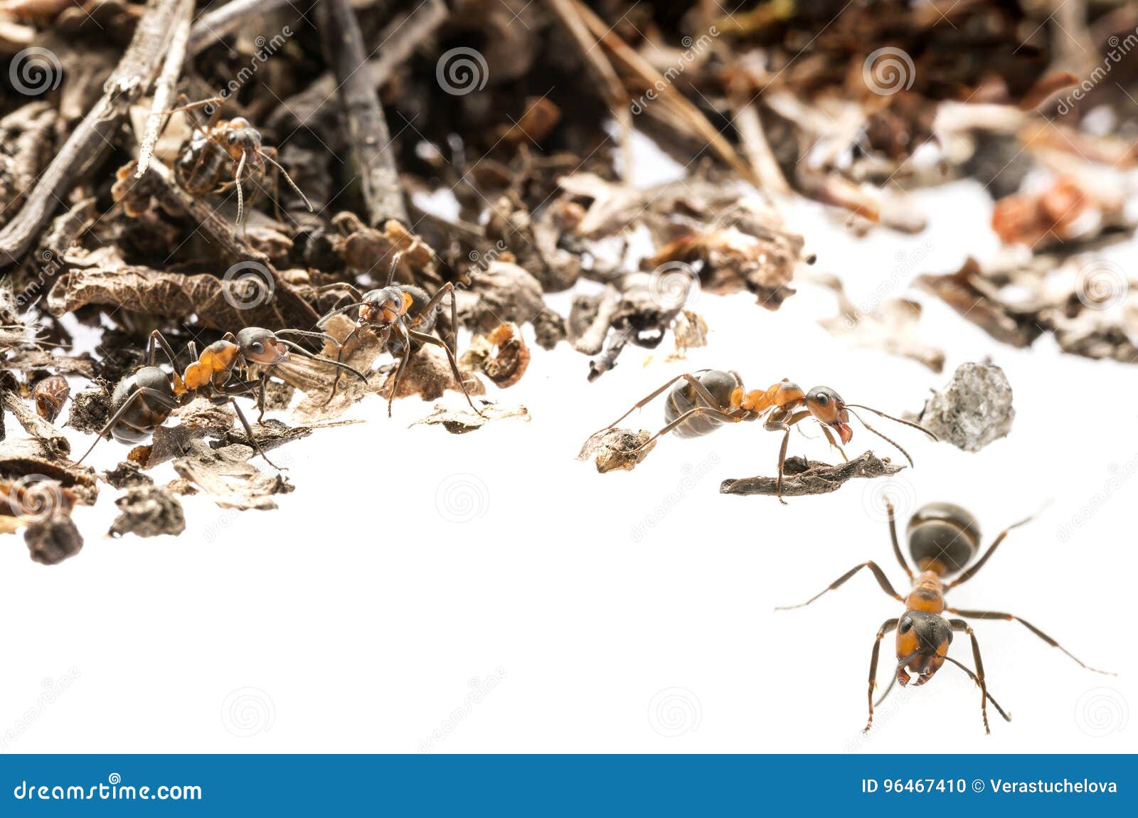 Rode Houten Mier & X28; Formica Rufa& X29; Stock Foto - Image of mier ...