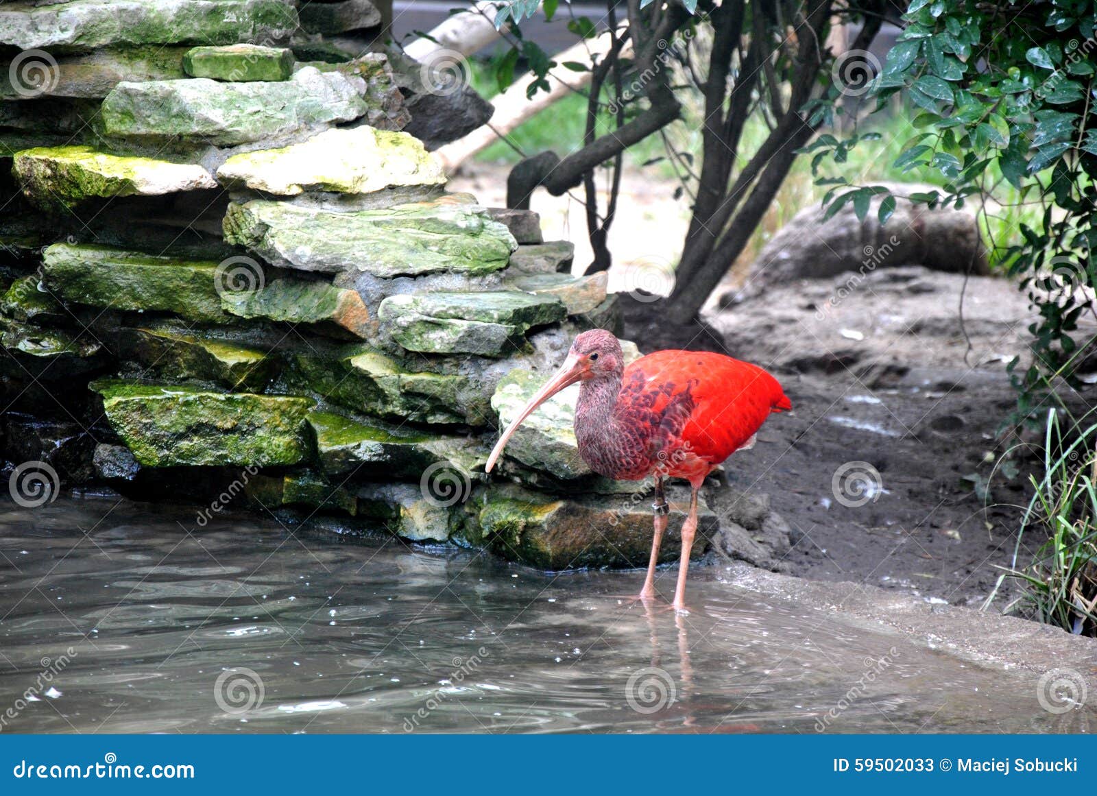 Rode Ibis stock afbeelding. Image of dier, wild, klein - 59502033