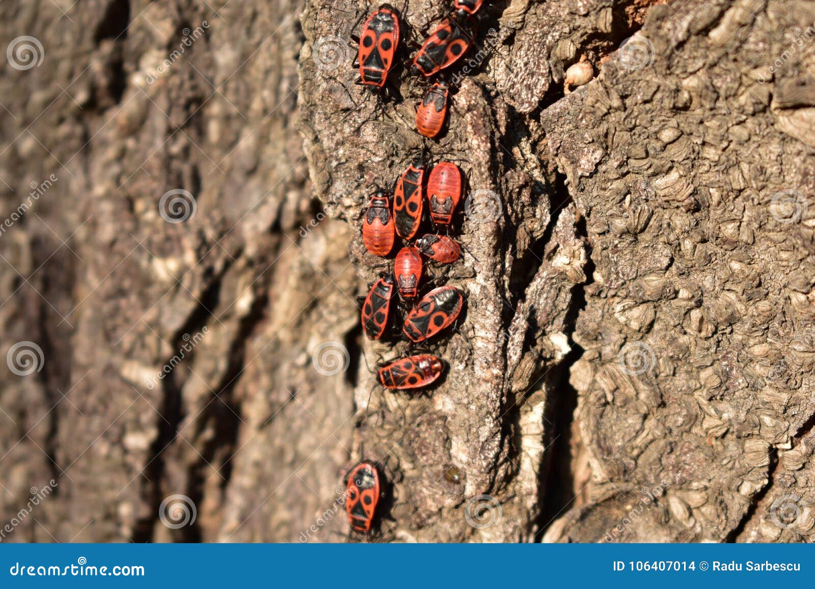 Rode insecten stock foto. Image of rood, insecten, hout - 106407014
