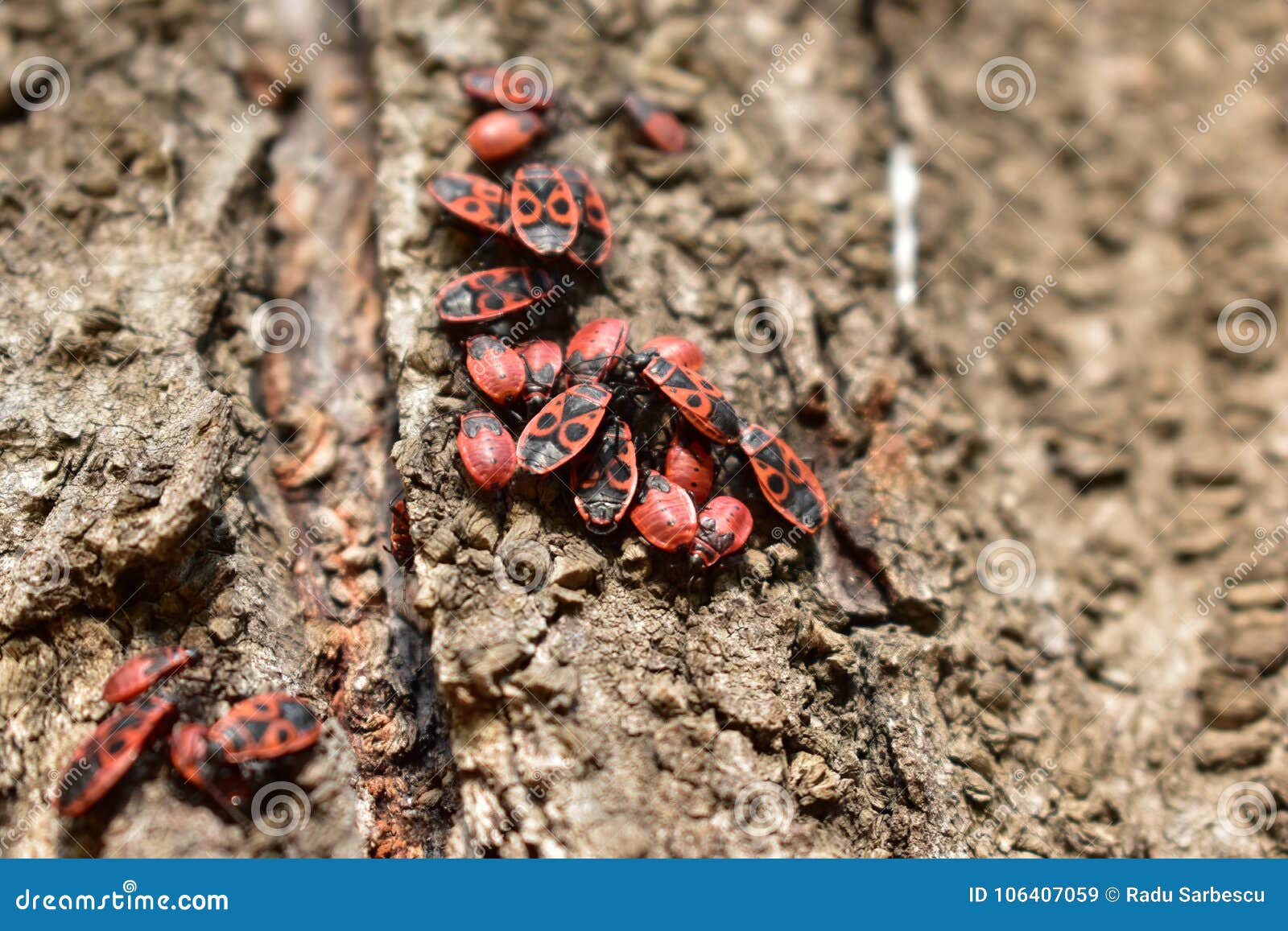 Rode insecten stock afbeelding. Image of rood, insecten - 106407059