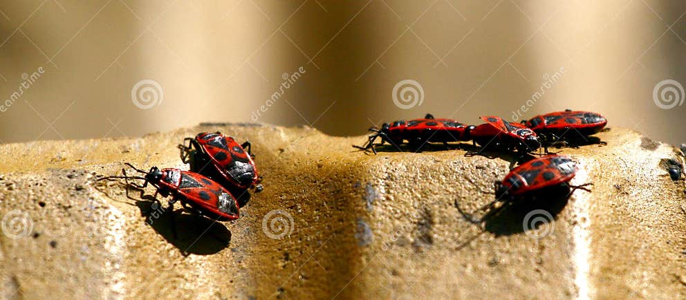 Rode insecten stock foto. Image of insect, motten, vleugels - 4840538