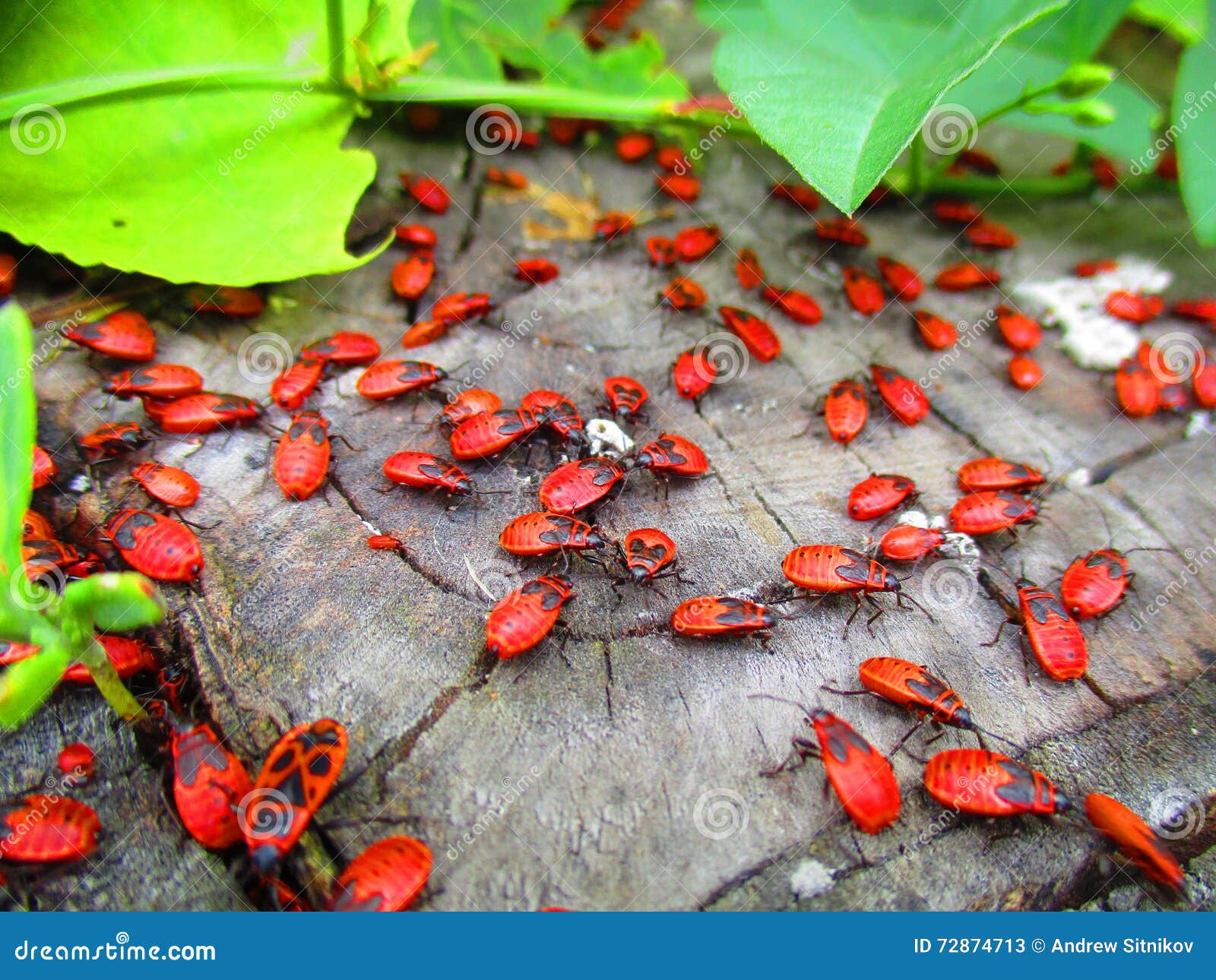 Rode insecten stock afbeelding. Image of lente, samenvatting - 72874713