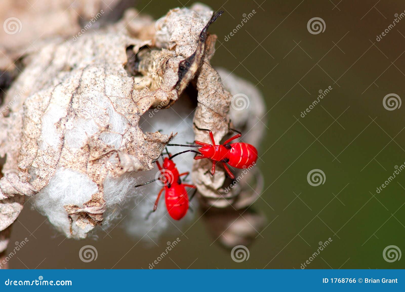 Rode Insecten Op Katoenen Bol Stock Foto - Image of kruis, ouder: 1768766