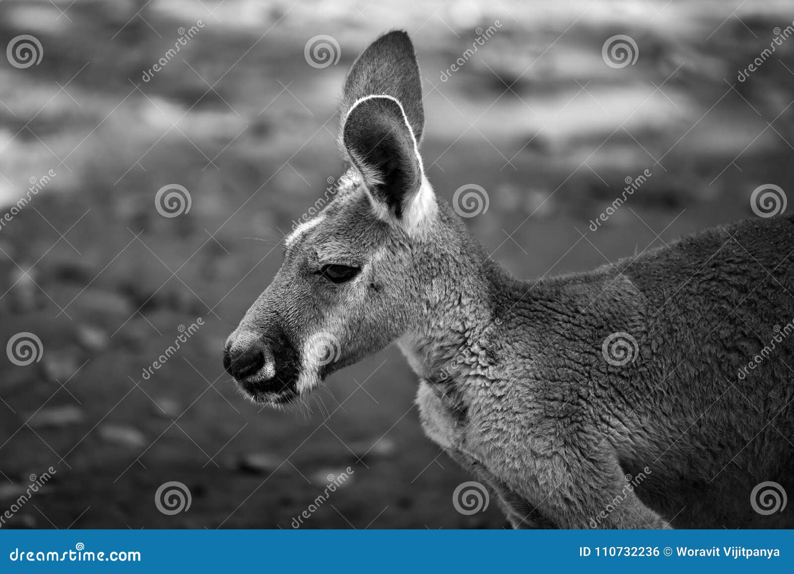 Rode kangoeroe stock foto. Image of buidel, gras, safari - 110732236