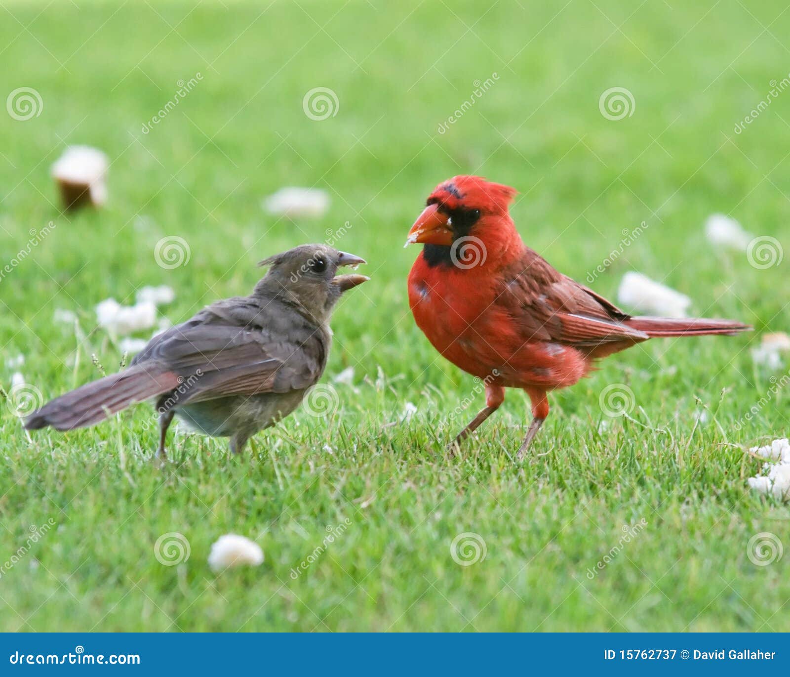 Rode Kardinaal stock afbeelding. Image of helder, kleurrijk - 15762737