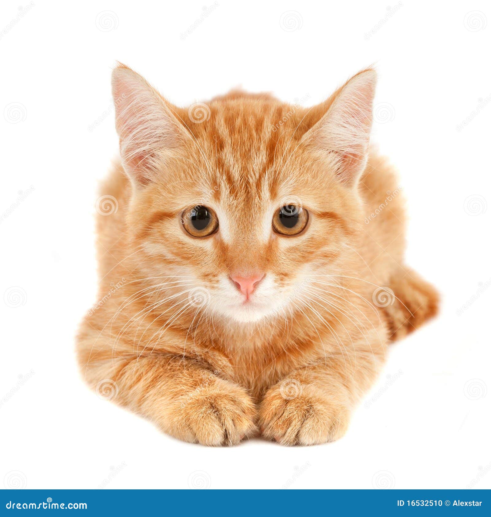 Rode kat stock foto. Image of grazen, geïsoleerd, achtergrond - 16532510