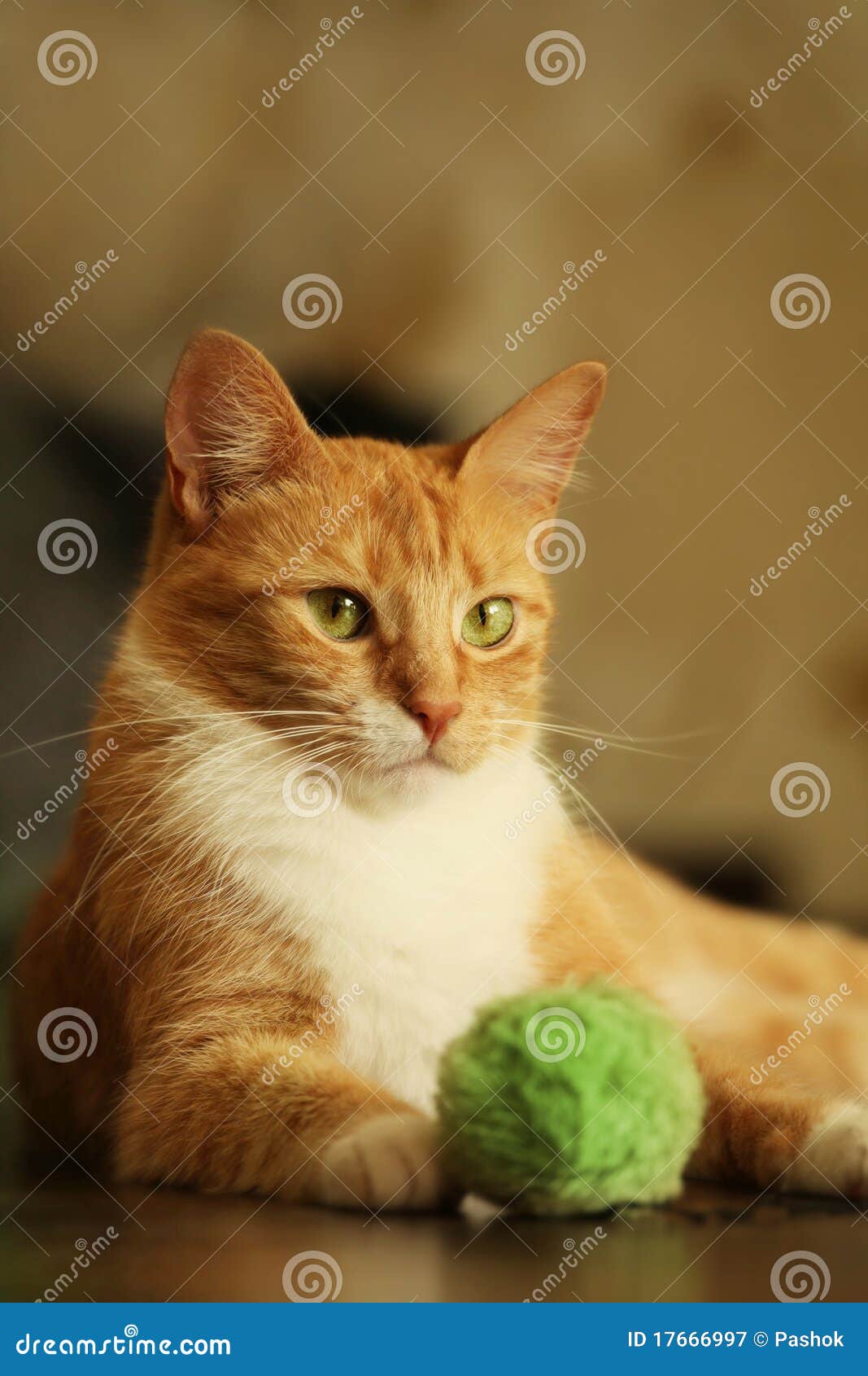 Rode kat stock afbeelding. Image of beeld, katachtig - 17666997