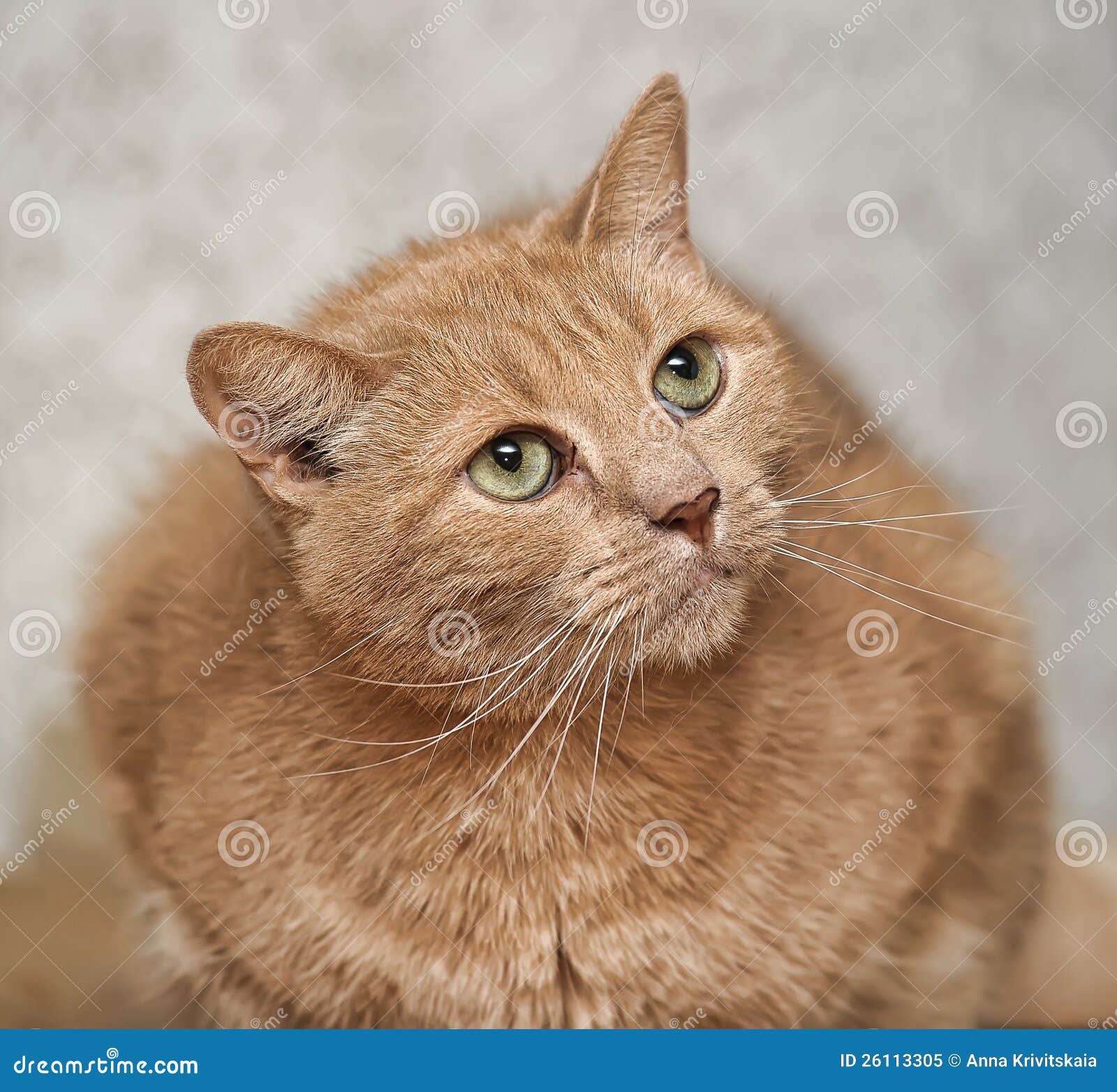 Rode Kat stock afbeelding. Image of groen, aanbiddelijk - 26113305