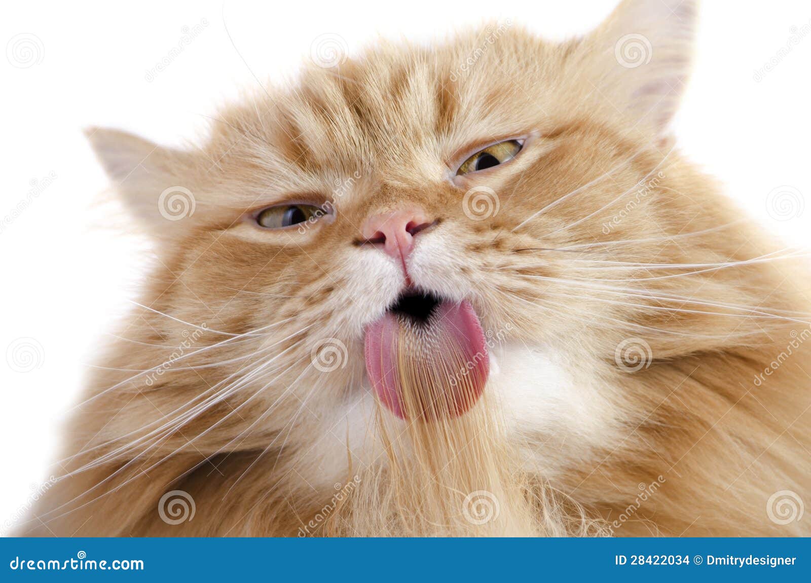 Rode Kat stock foto. Image of katachtig, zoogdier, dieren - 28422034