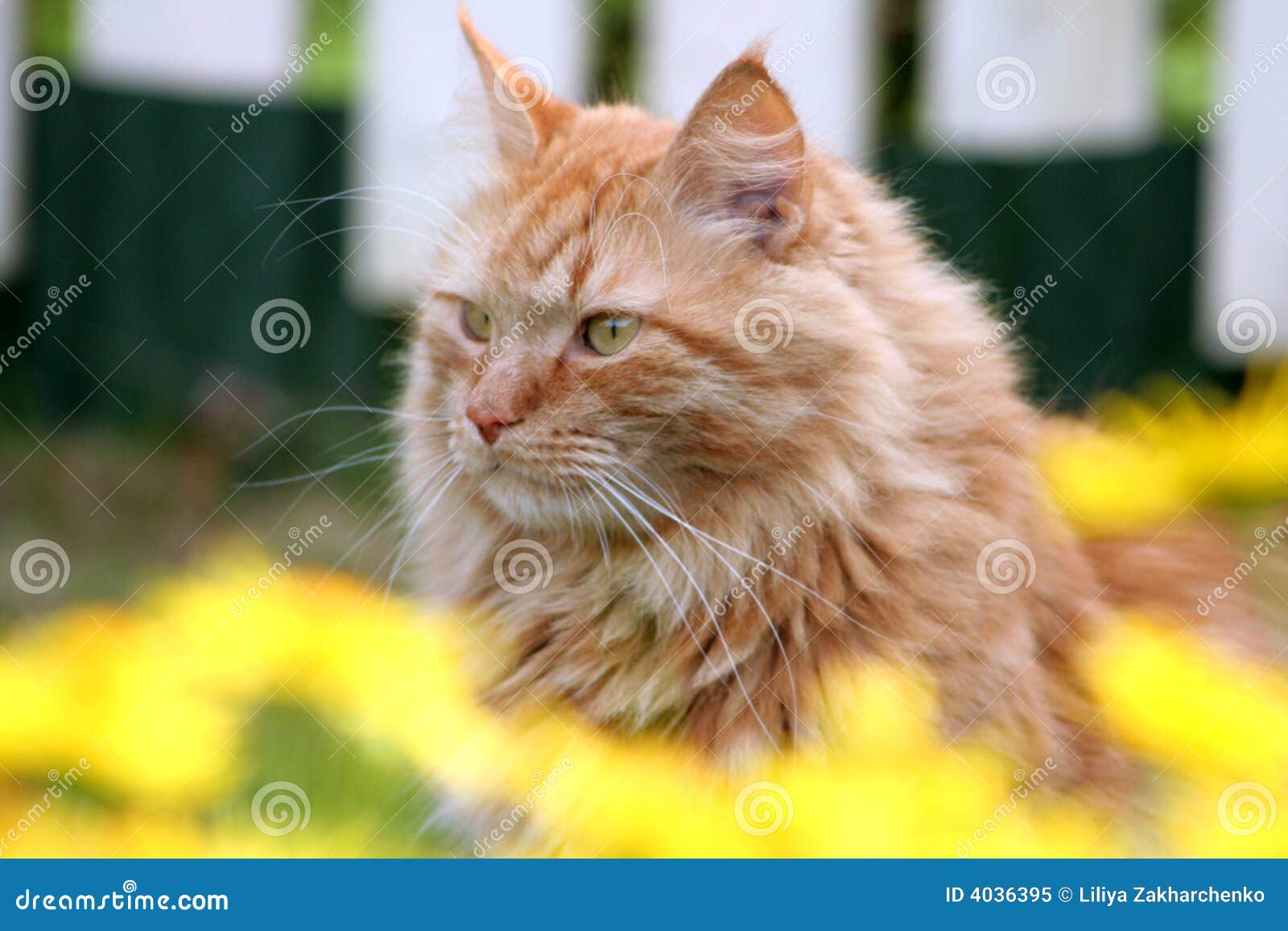 Rode kat stock afbeelding. Image of snuit, aandacht, lang - 4036395