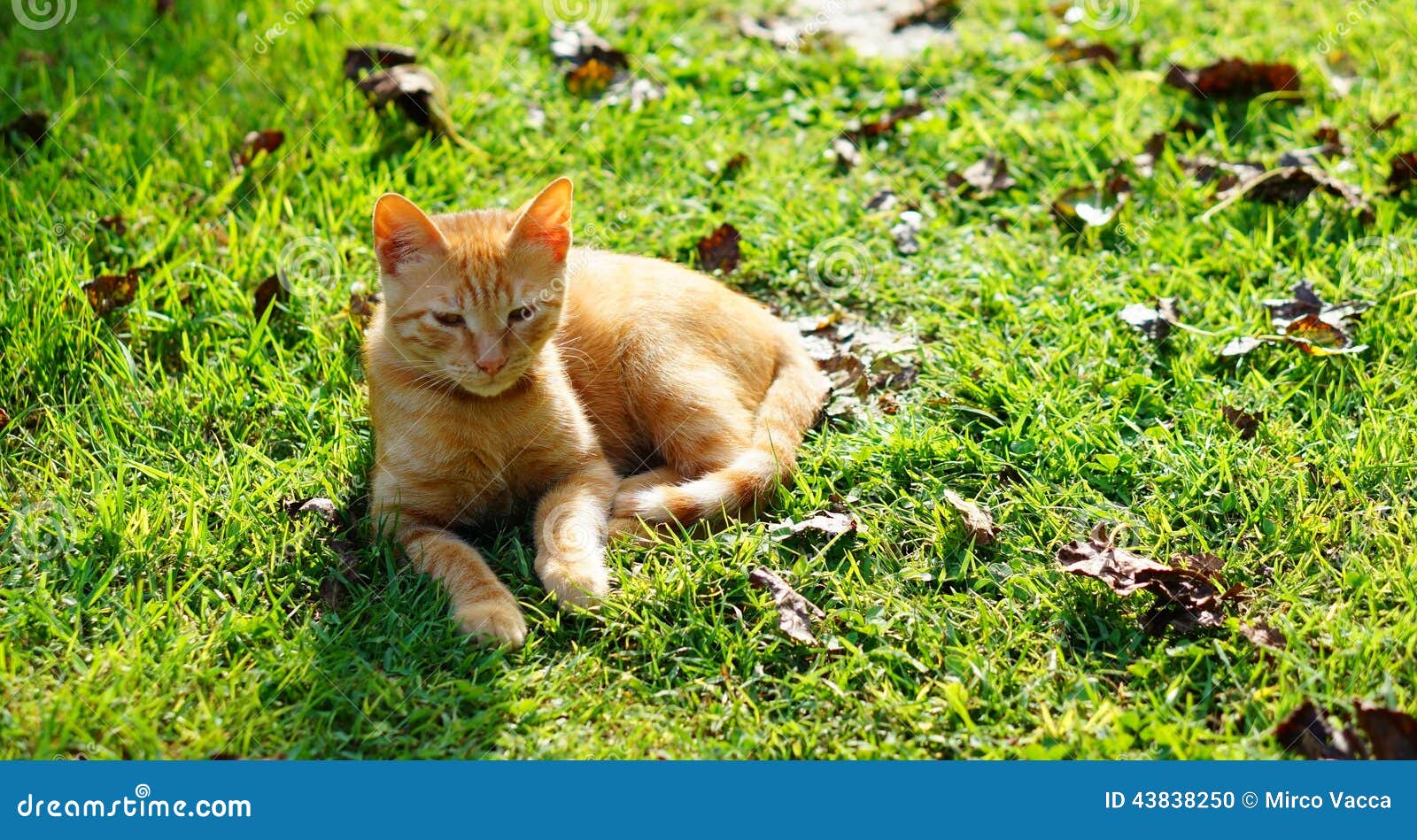 Rode kat stock foto. Image of groen, huisdier, gras, zitting - 43838250