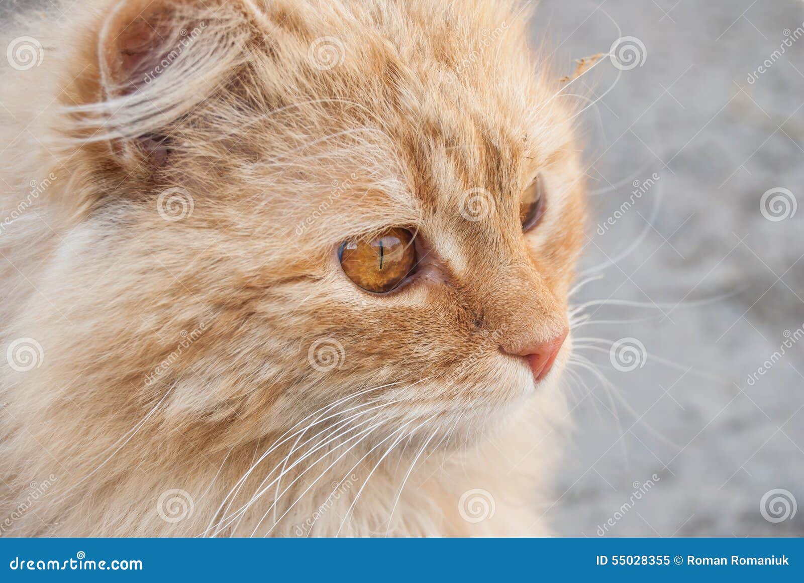 Rode kat stock afbeelding. Image of fotografie, vriendschap - 55028355