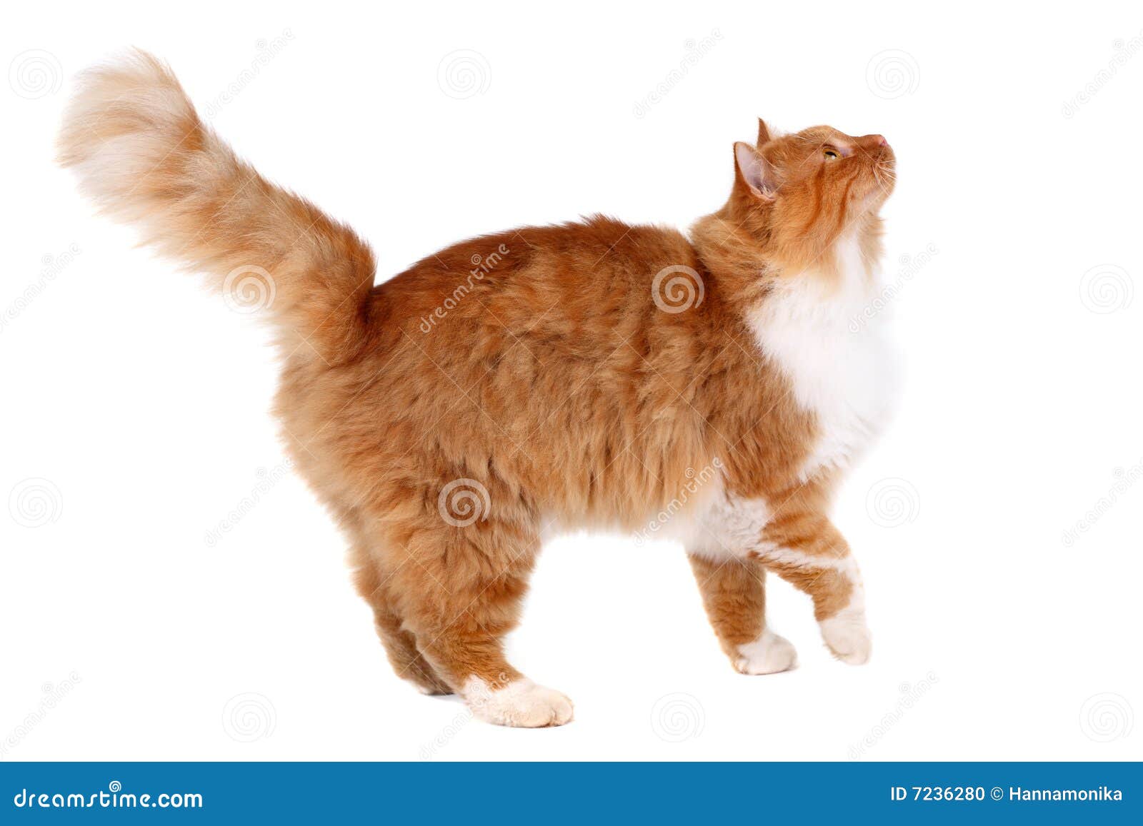 Rode kat stock foto. Image of haar, katje, geïsoleerd - 7236280