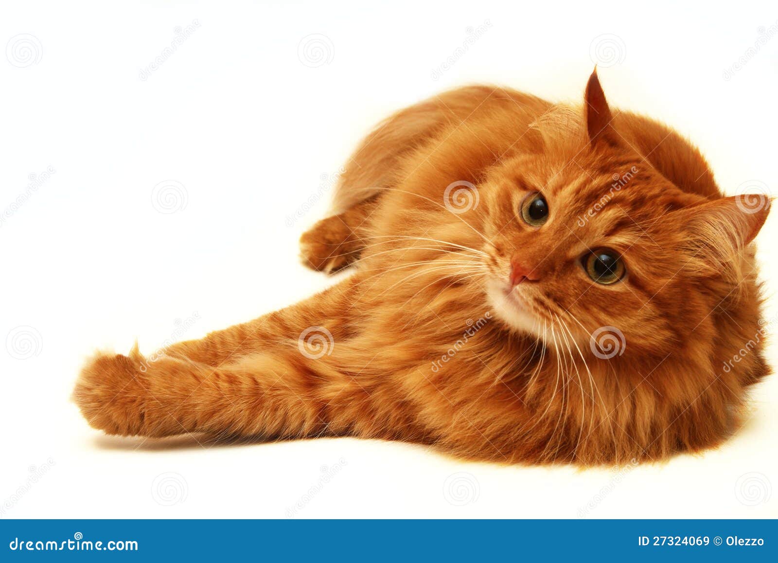 Rode Kat Die Op Een Witte Achtergrond is Ontsproten Stock Afbeelding ...