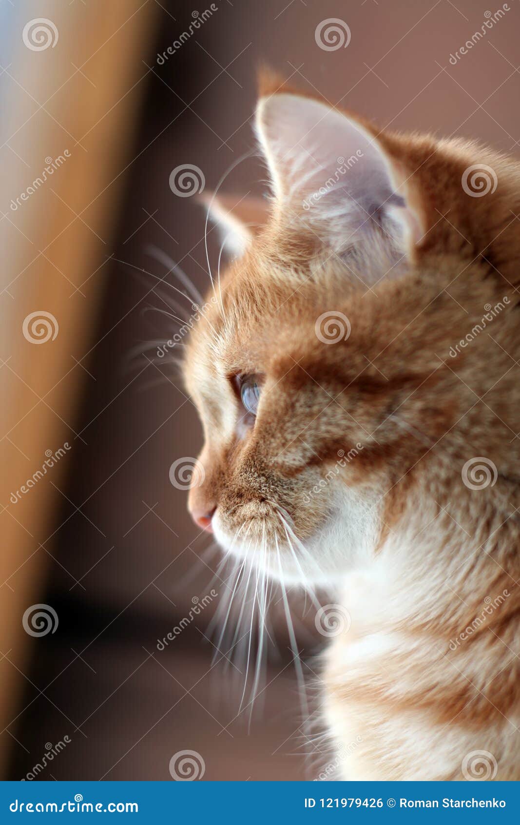 Rode kat in een profiel stock foto. Image of één, aanbiddelijk - 121979426