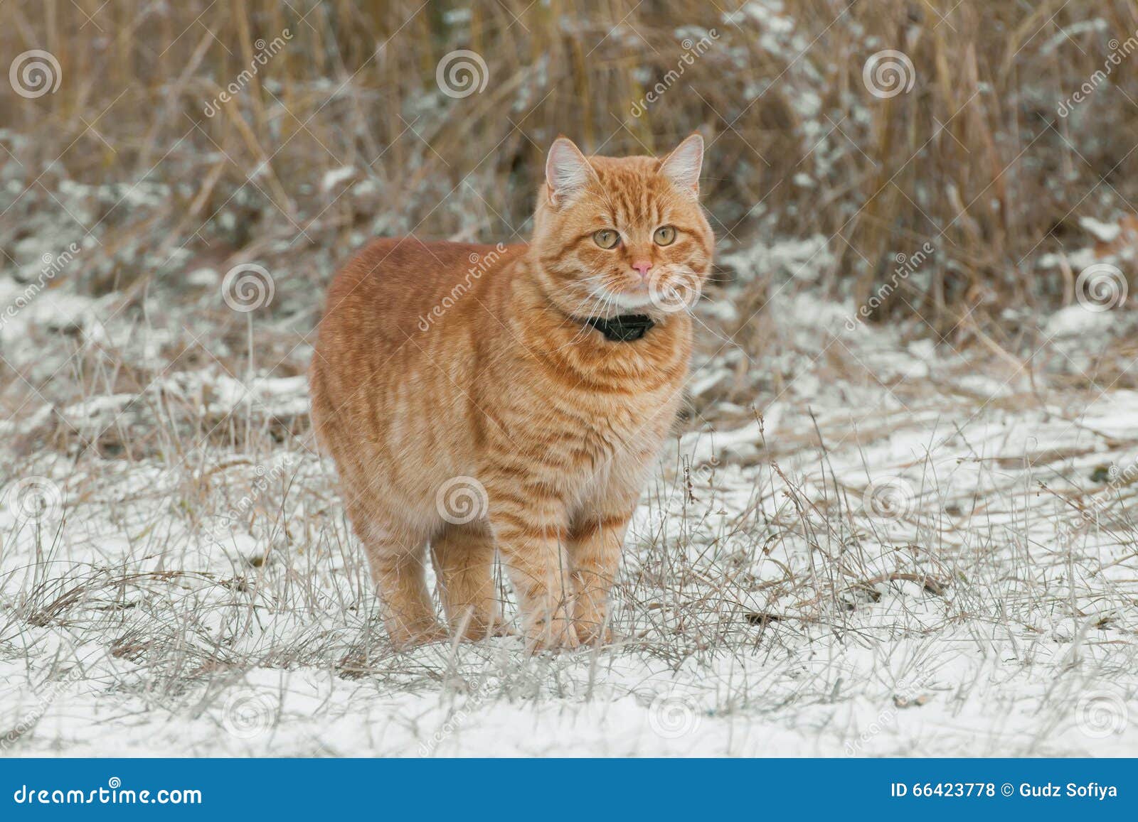 Rode kat in het bos stock foto. Image of klein, gras - 66423778