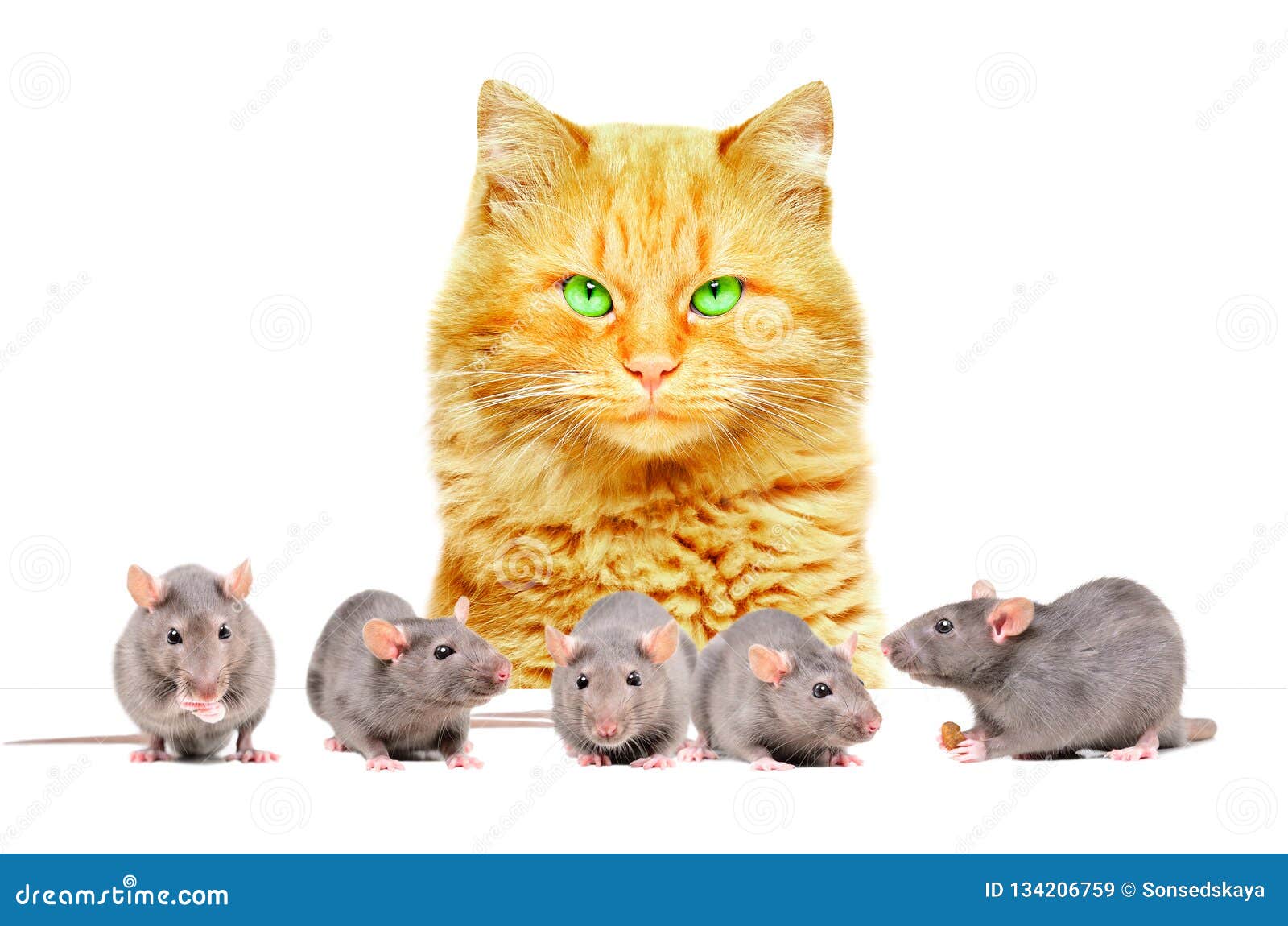 Rode Kat Het Letten Op Ratten Stock Afbeelding - Image of voedsel ...