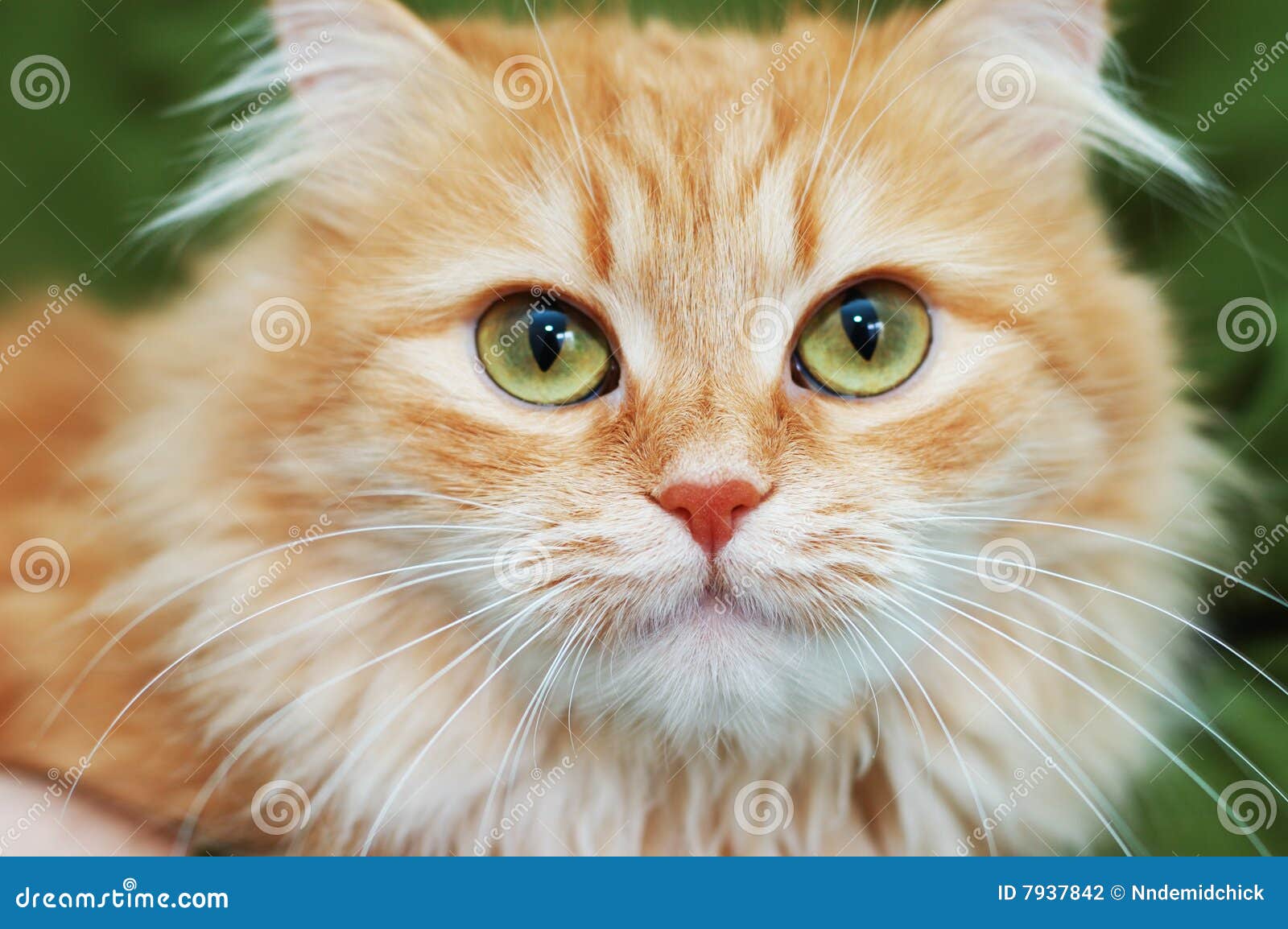 Rode Kat Met Groene Ogen