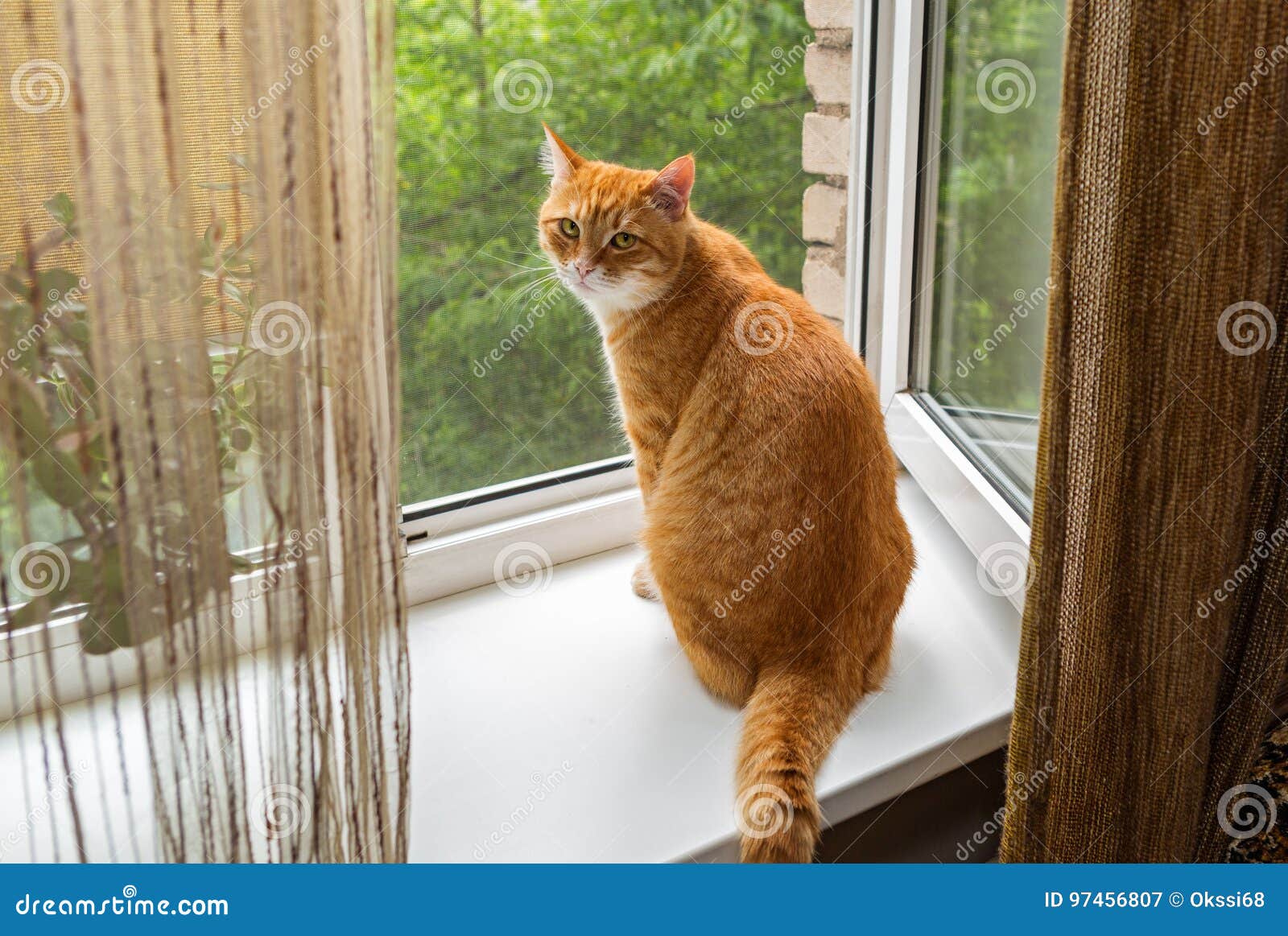 Rode kat op de vensterbank stock afbeelding. Image of geel - 97456807