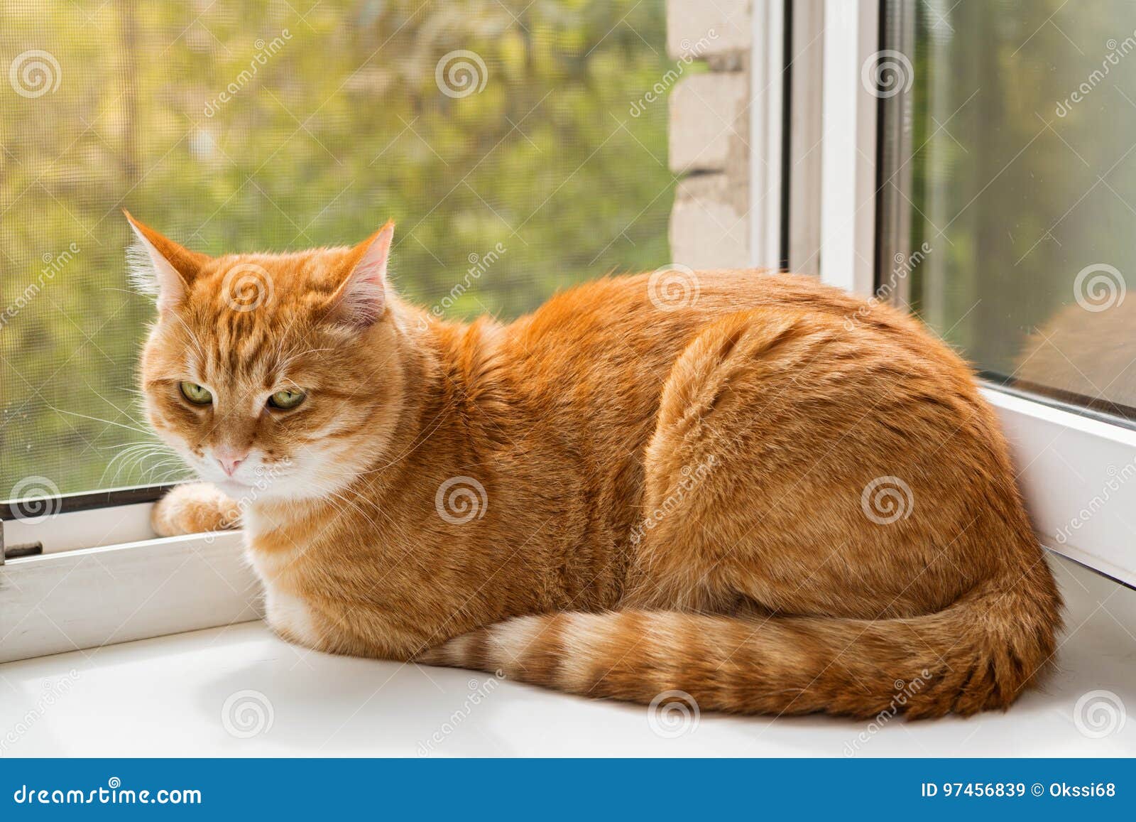 Rode kat op de vensterbank stock afbeelding. Image of gestreept - 97456839