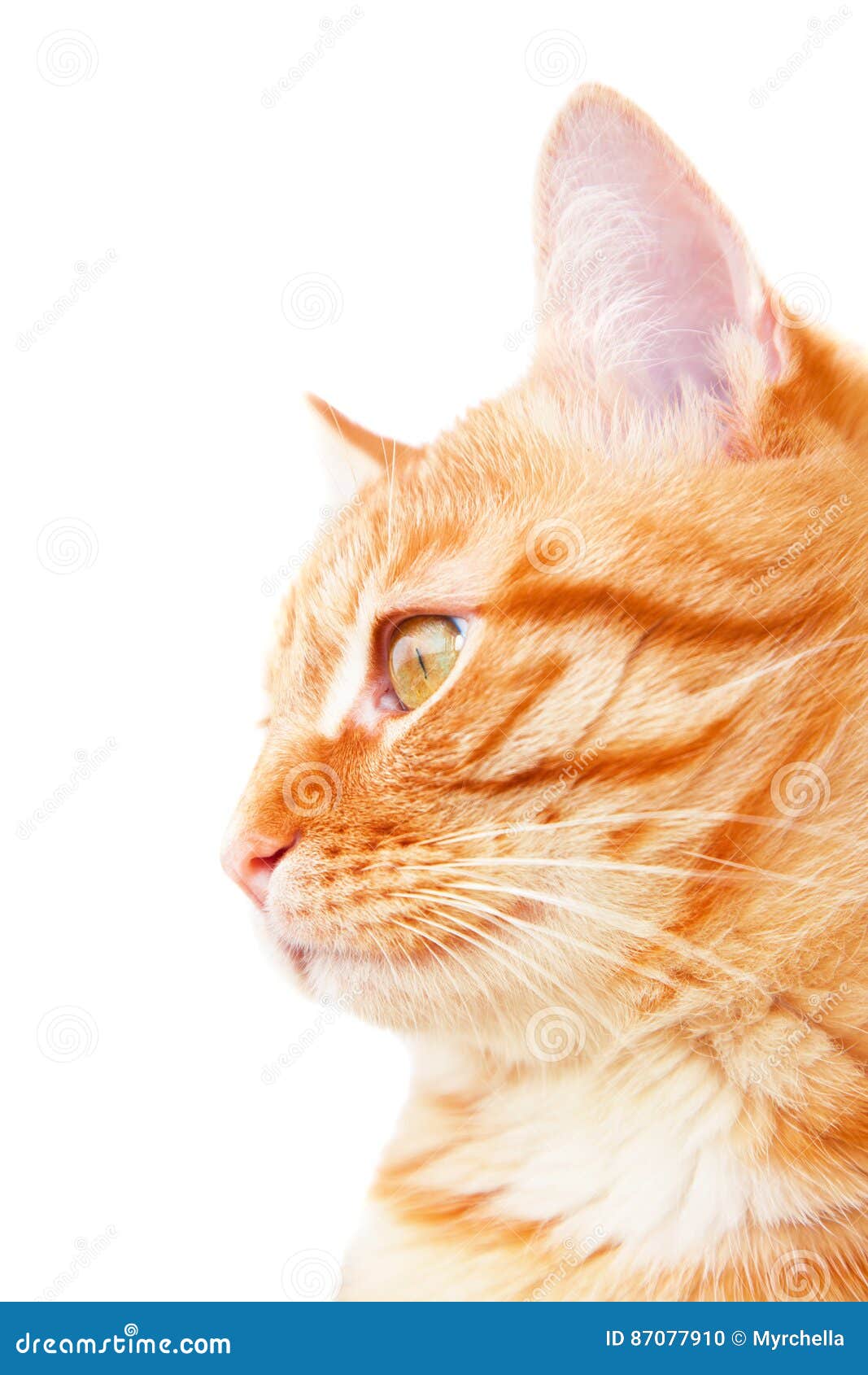 Rode Kat Op Een Wit Close-up Als Achtergrond Stock Foto - Image of ...