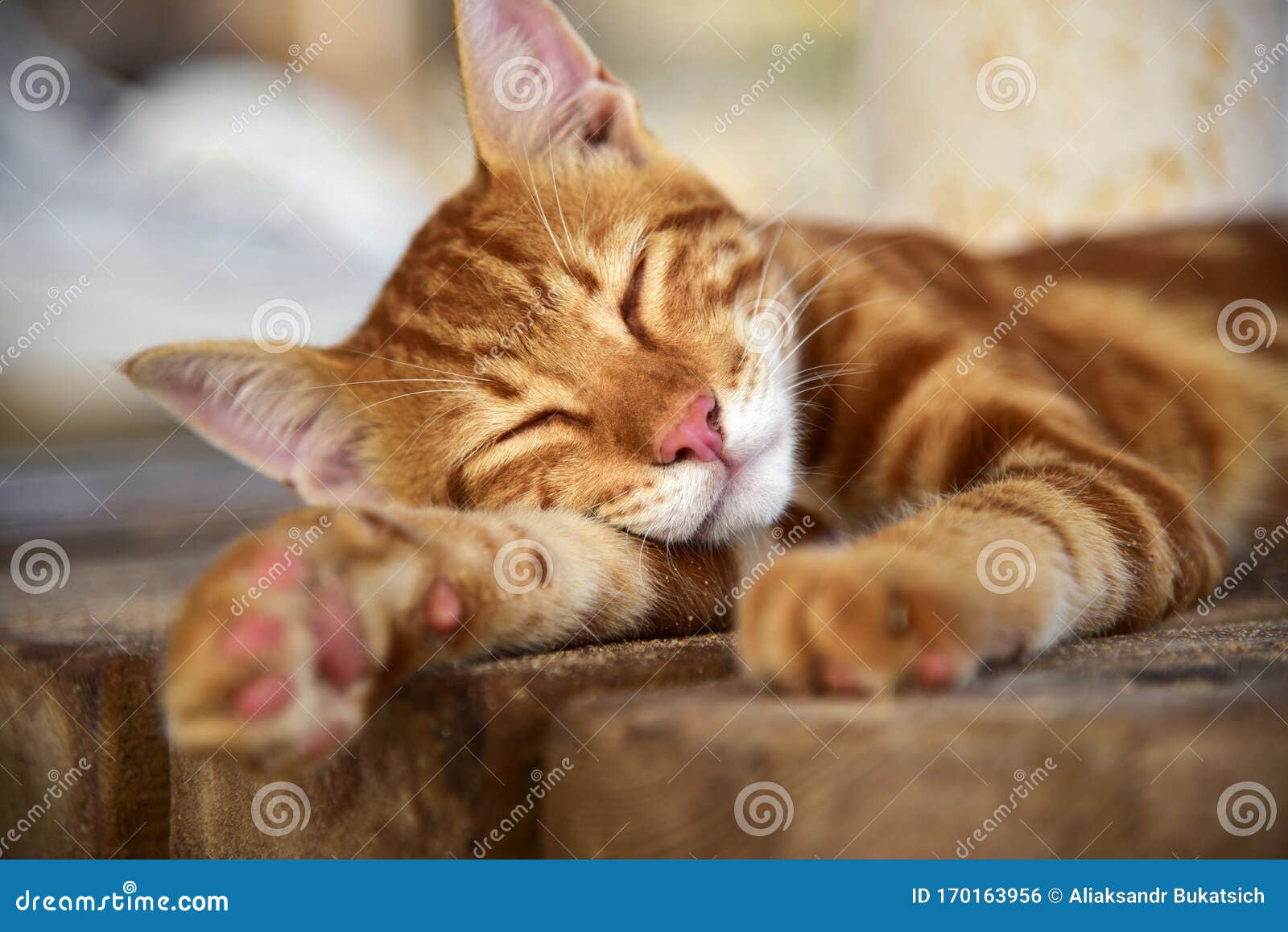 Rode Kat Slaapt Op Een Bank in De Zon Stock Foto - Image of dier, warm ...