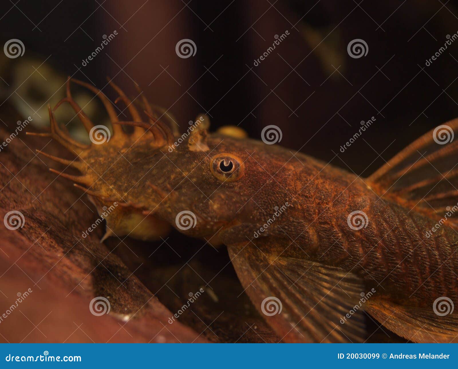 Rode Katvis Ancistrus stock afbeelding. Image of katvis - 20030099