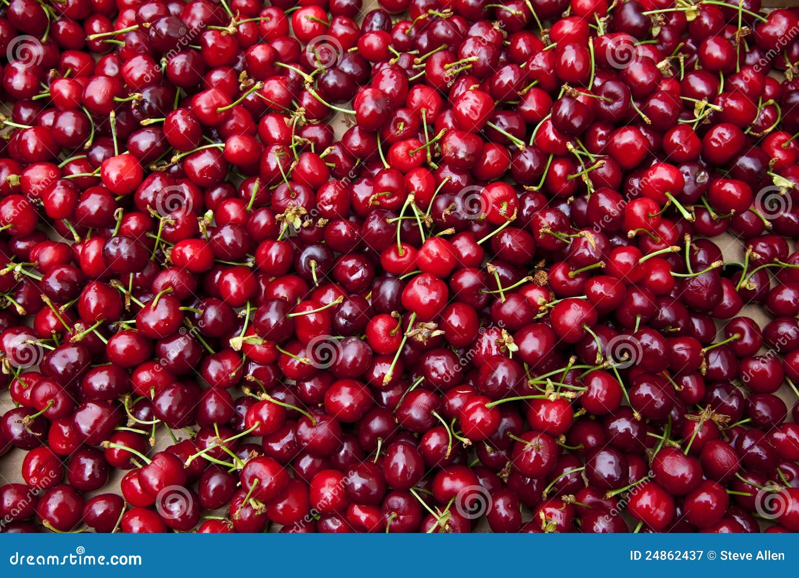 Rode Kersen stock afbeelding. Image of landbouw, kers - 24862437