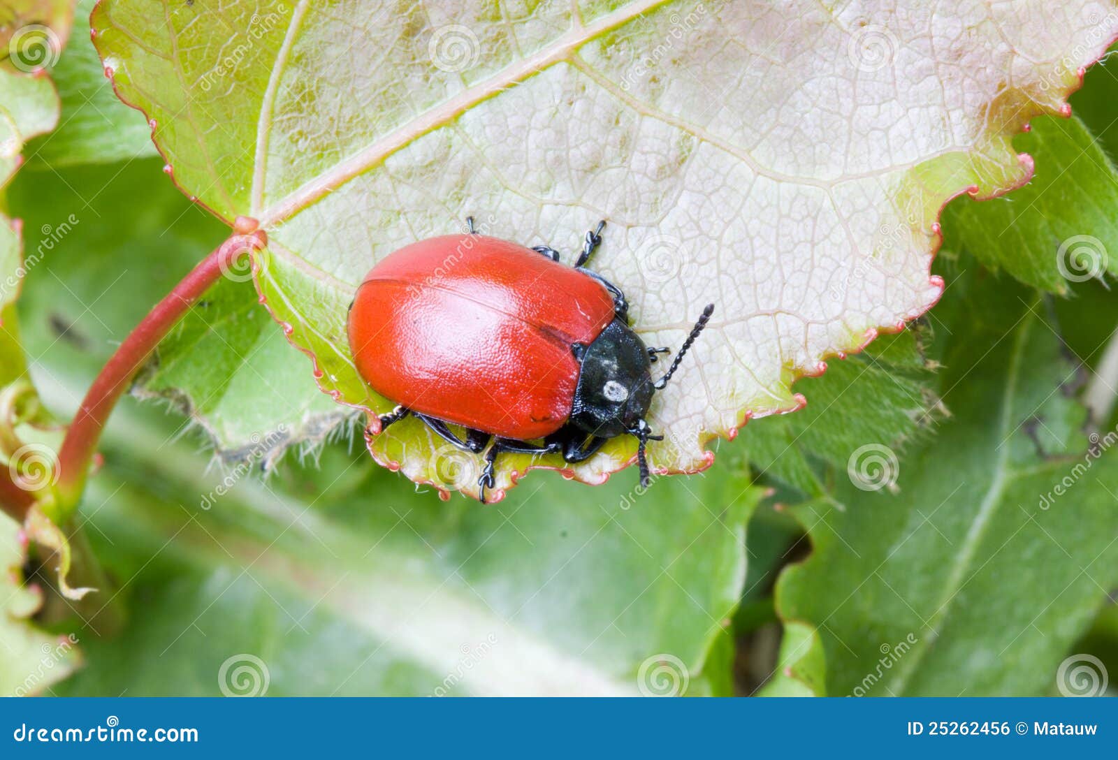 Rode Kever stock foto. Image of ongedierte, blad, populier - 25262456