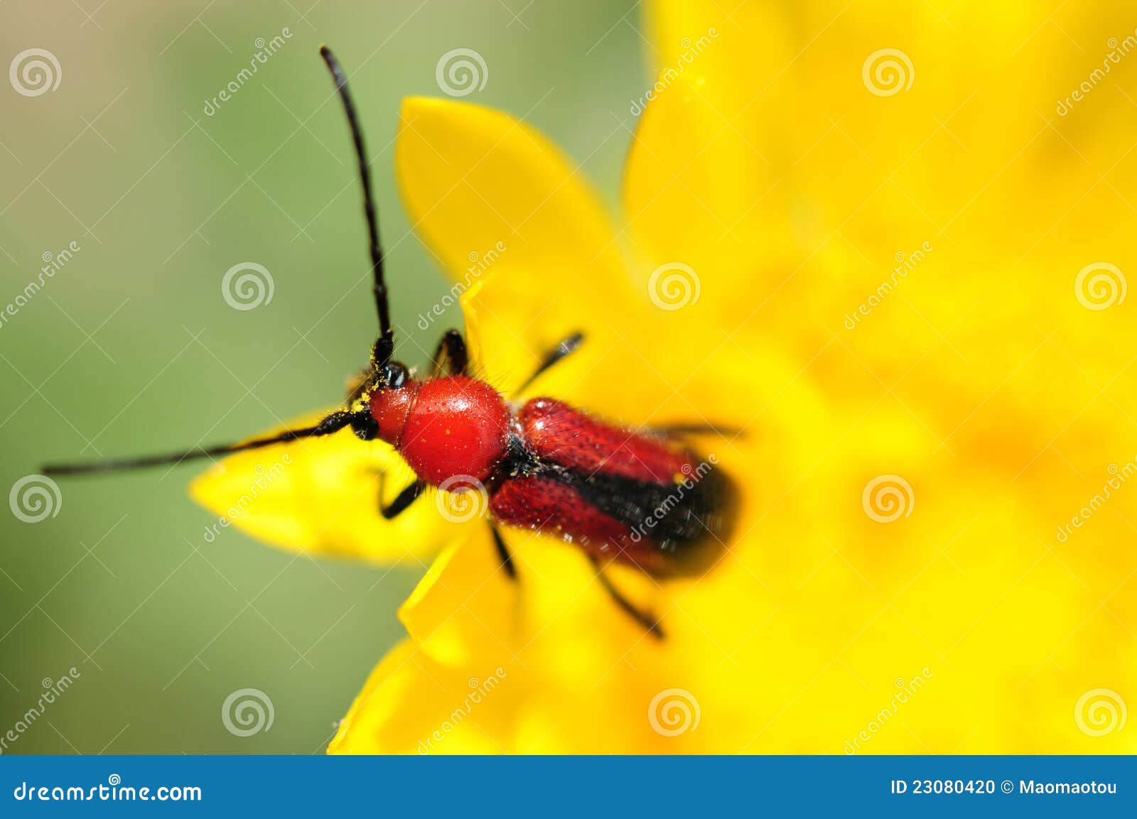 Rode Kever en Gele Bloem stock foto. Image of dieren - 23080420