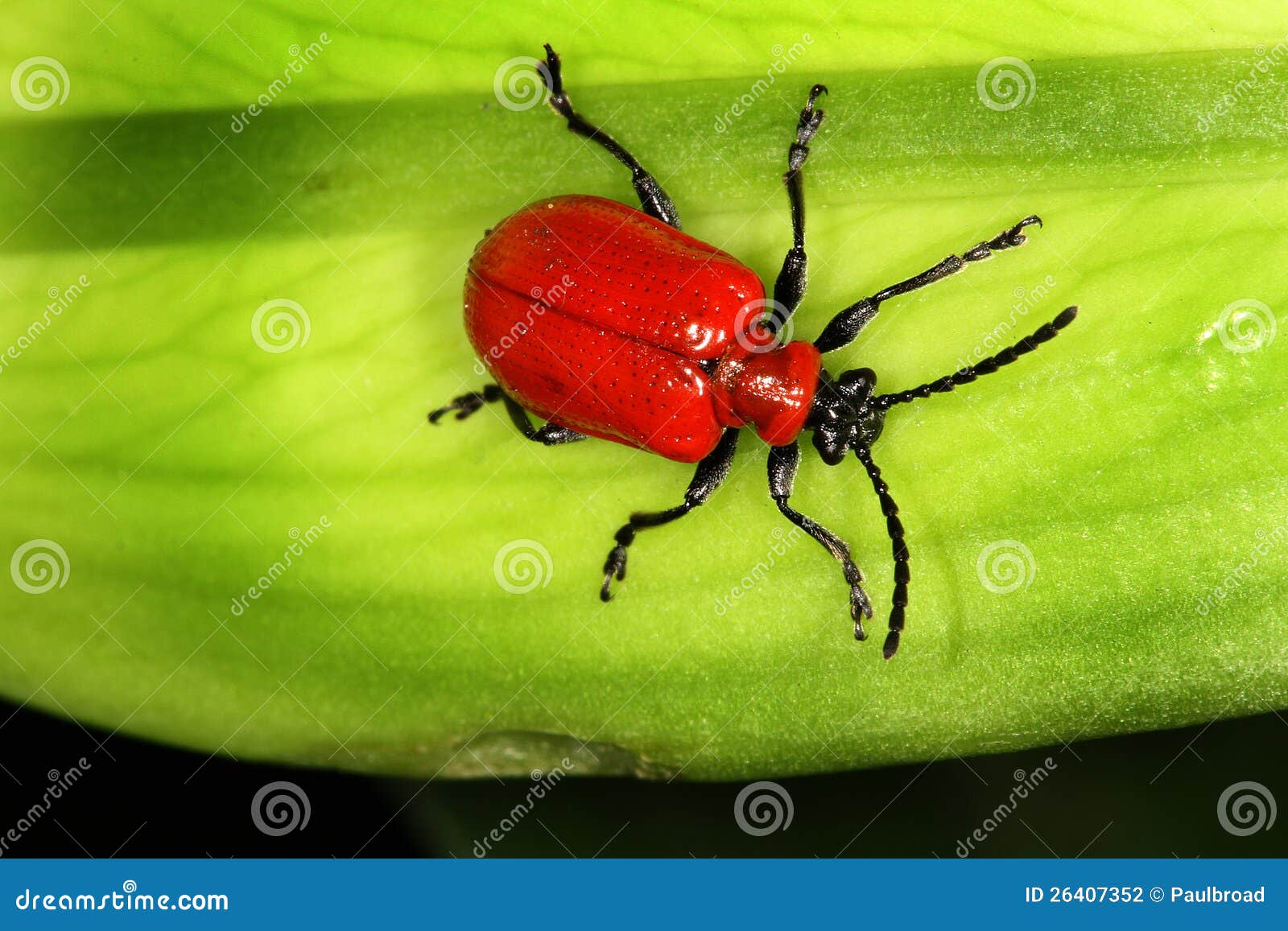 Rode Kever Lilly stock foto. Image of ongedierte, uitroeien - 26407352