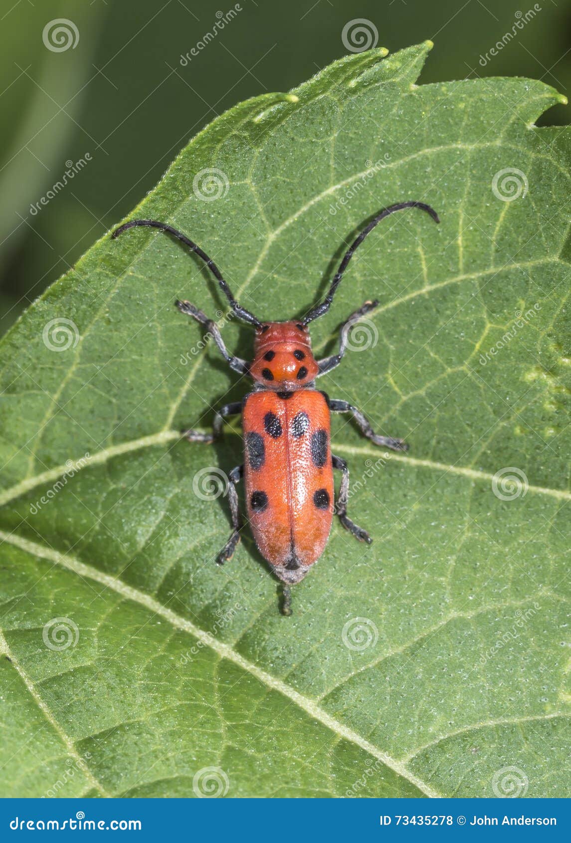 Rode Kever Longhorn stock foto. Image of gehoornd, kevers - 73435278