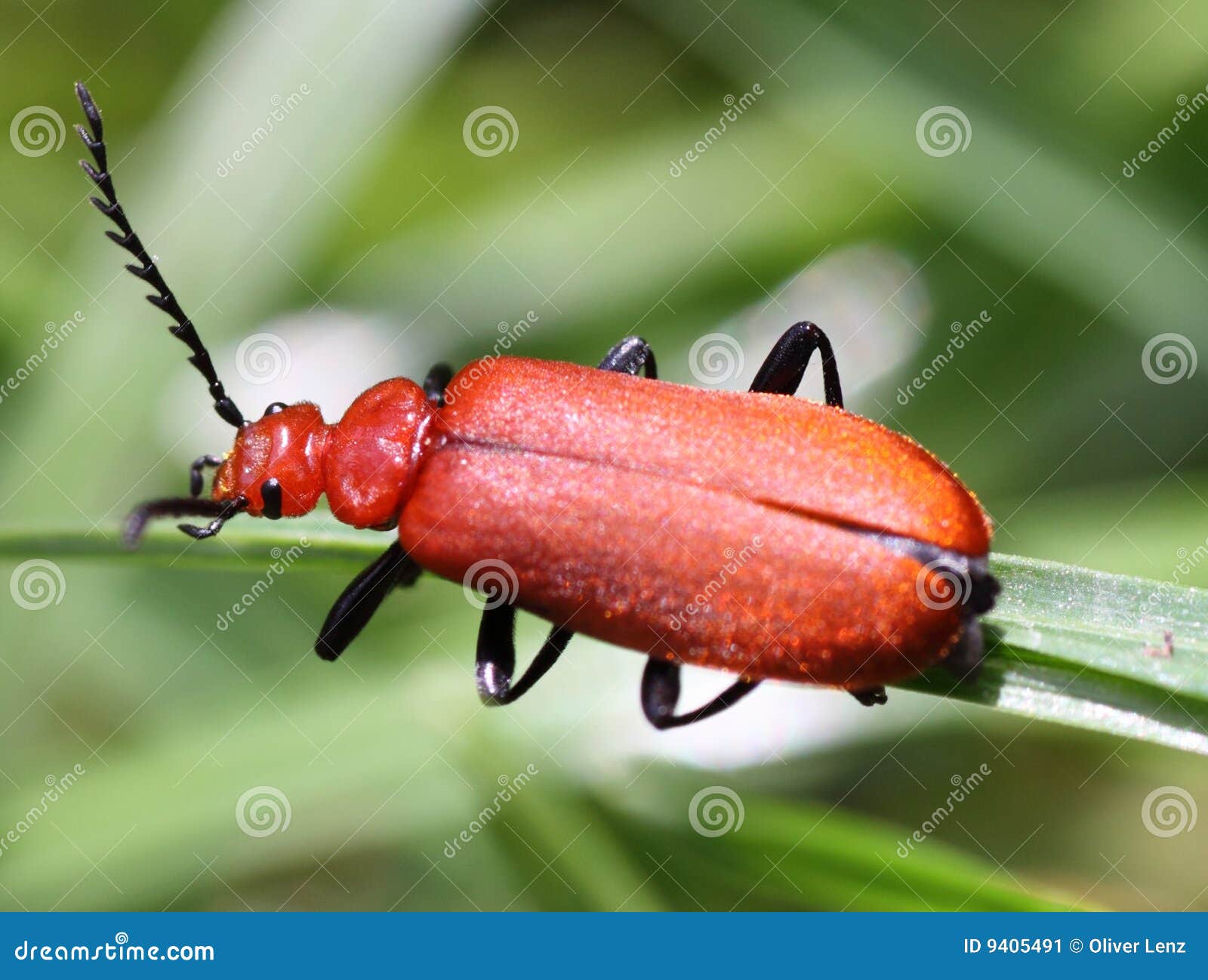 Rode Kever Longhorn stock afbeelding. Image of gras, antennes - 9405491