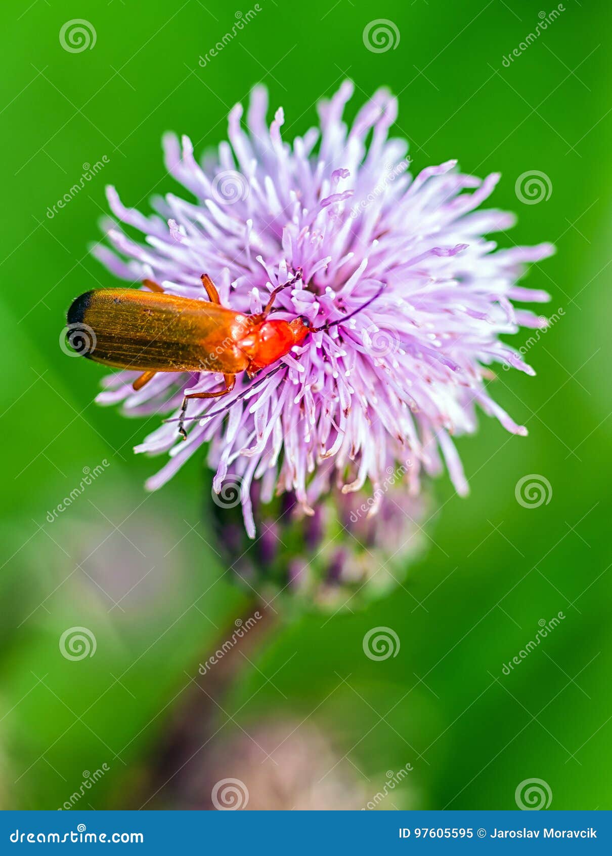 Rode Kever Op Violette Bloem Stock Afbeelding - Image of installatie ...