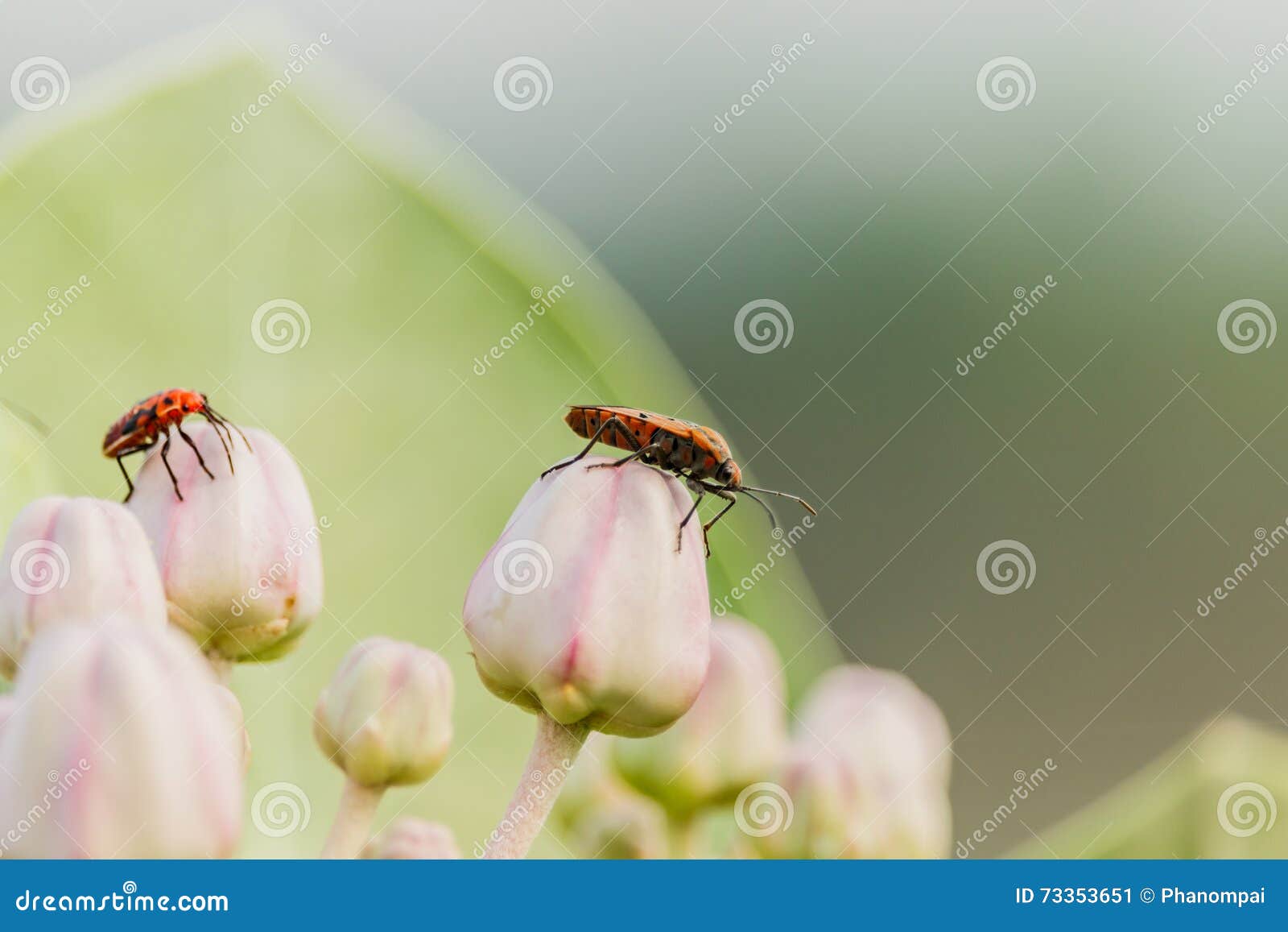 Rode kevers op witte bloem stock afbeelding. Image of insecten - 73353651