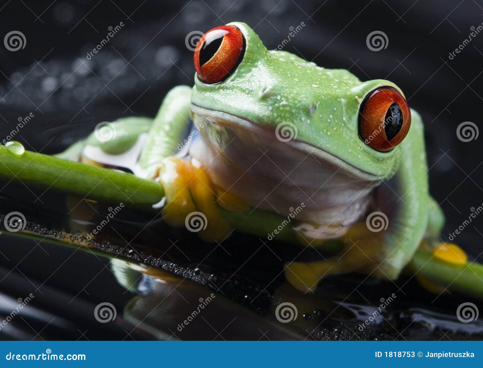 Rode Kikker Picture. Image: 1818753