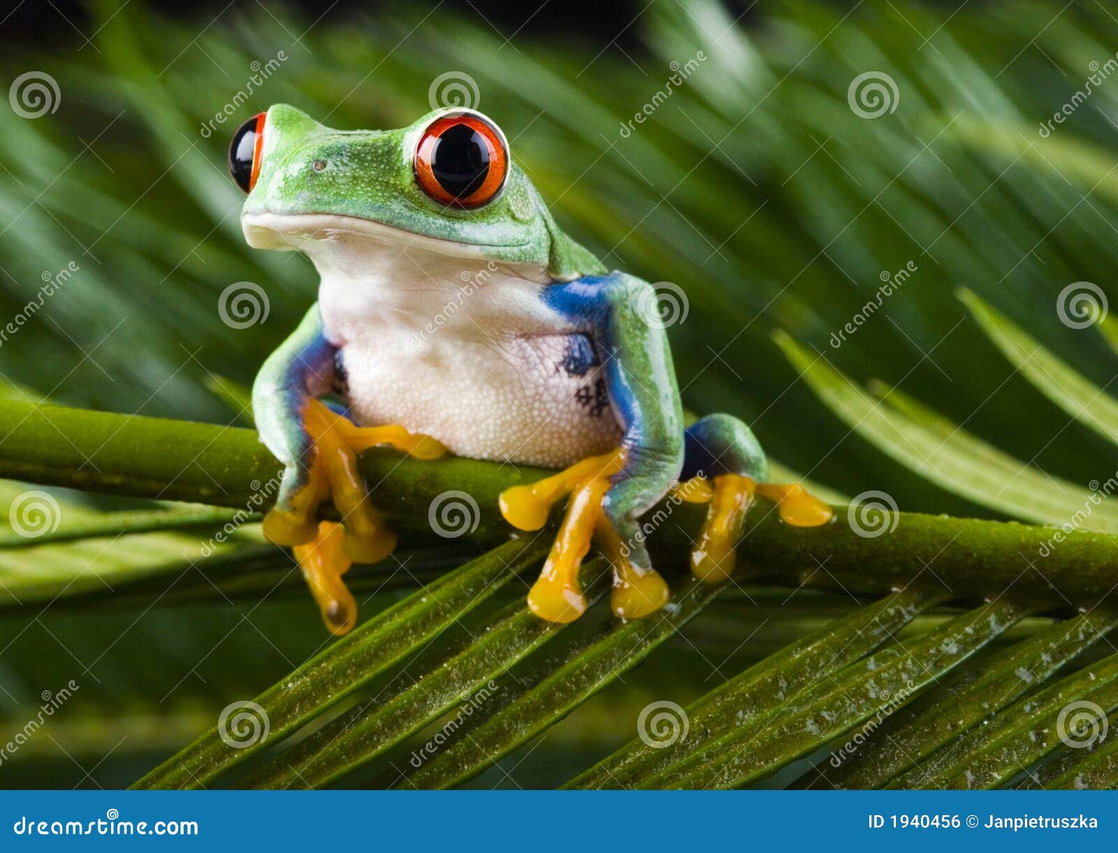 Rode kikker stock foto. Image of kijk, helling, bizar - 1940456