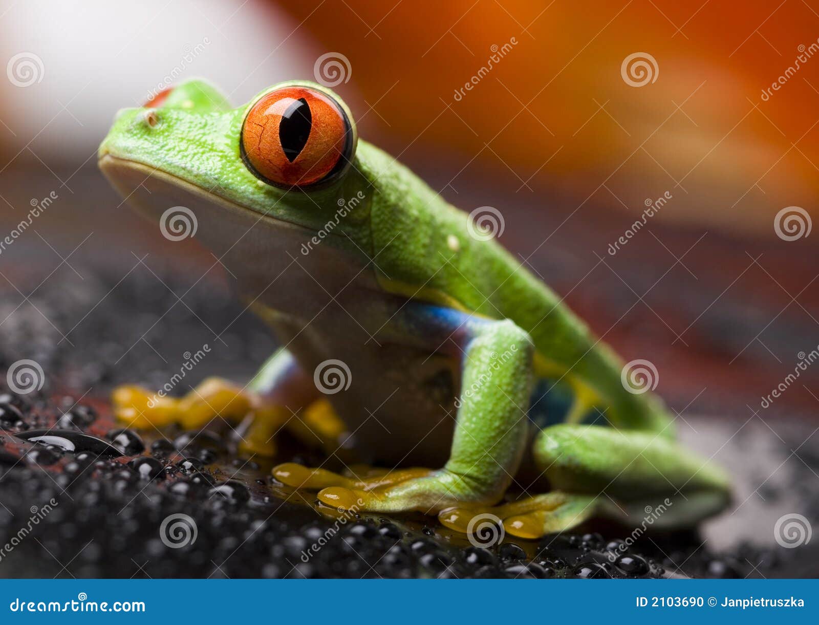 Rode kikker stock foto. Image of uitsterven, klimaat, fauna - 2103690