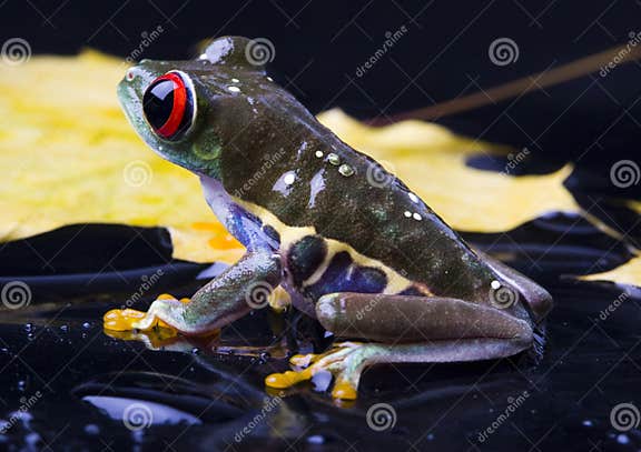 Rode kikker stock foto. Image of blad, rood, kikkers, kleur - 2190578