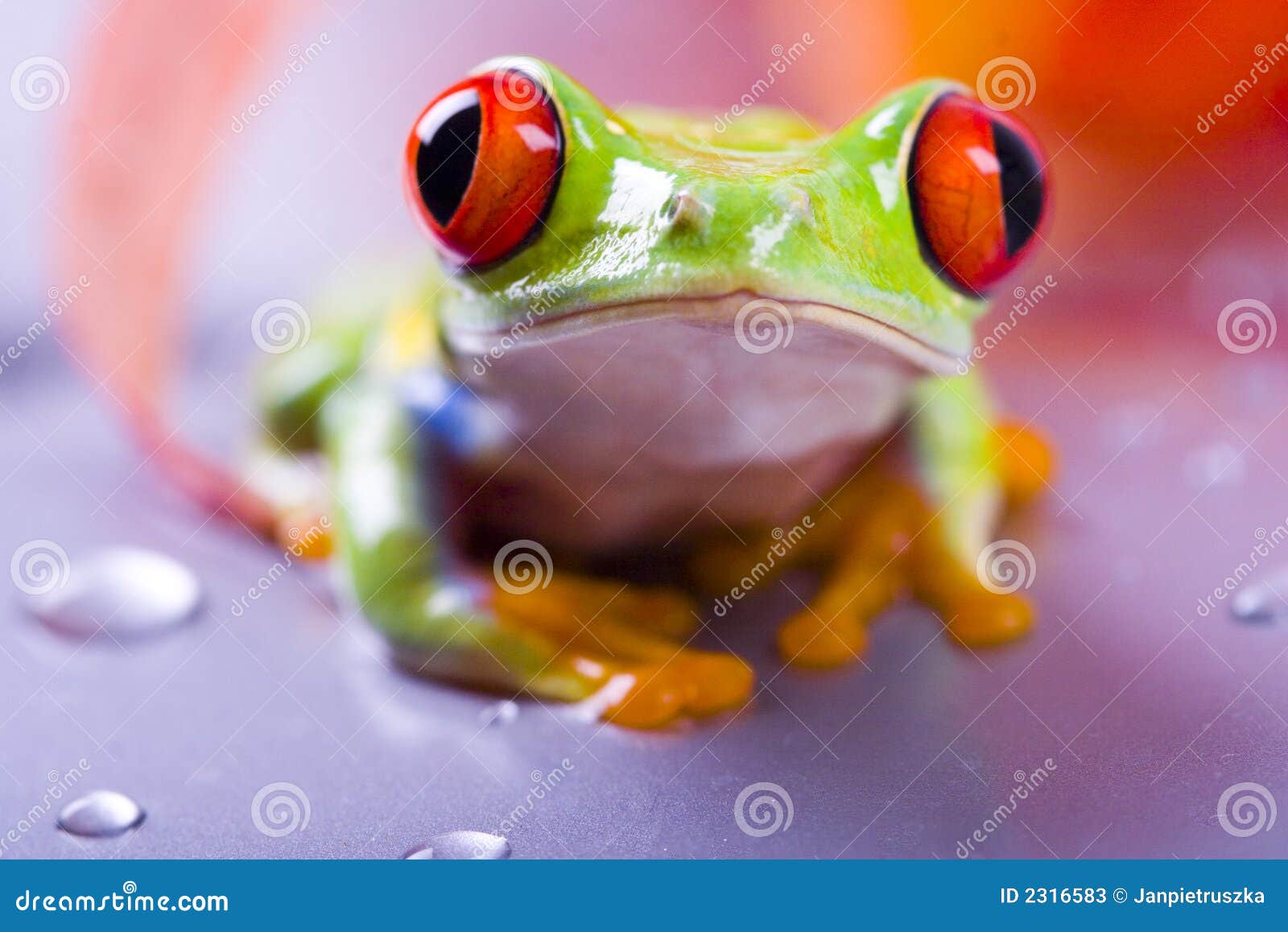 Rode kikker stock afbeelding. Image of tinten, blauw, nave - 2316583