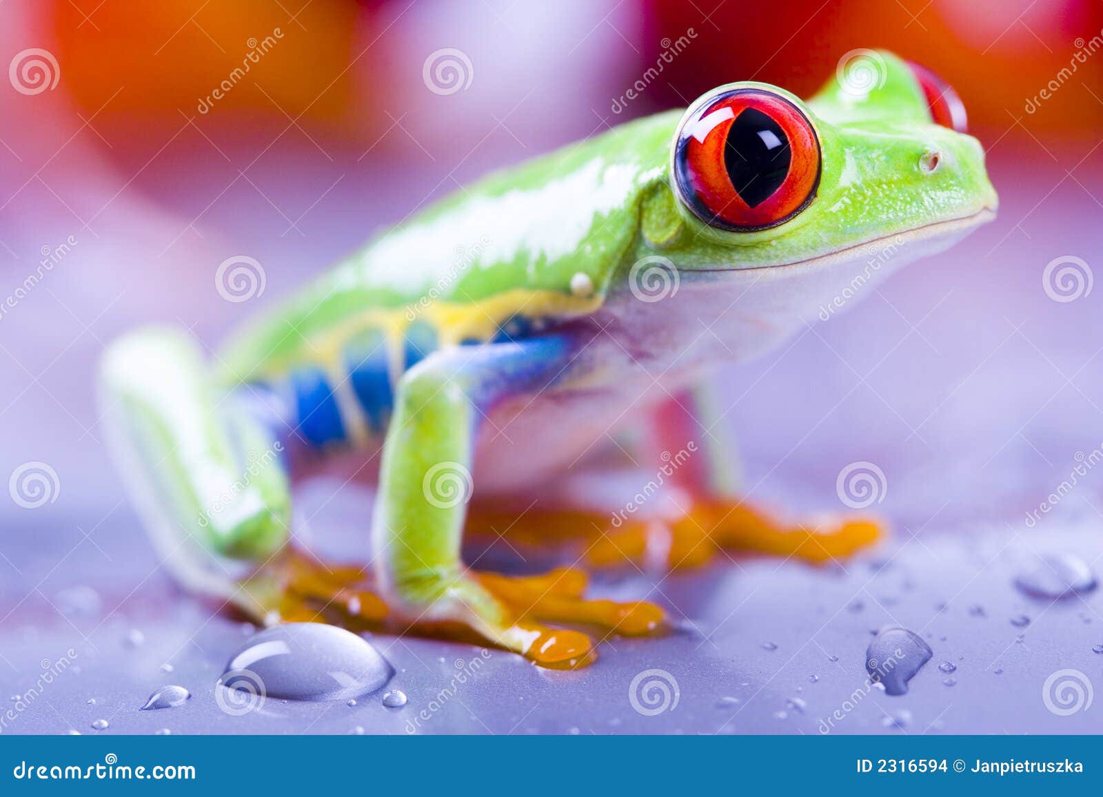 Rode Kikker Picture. Image: 2316594