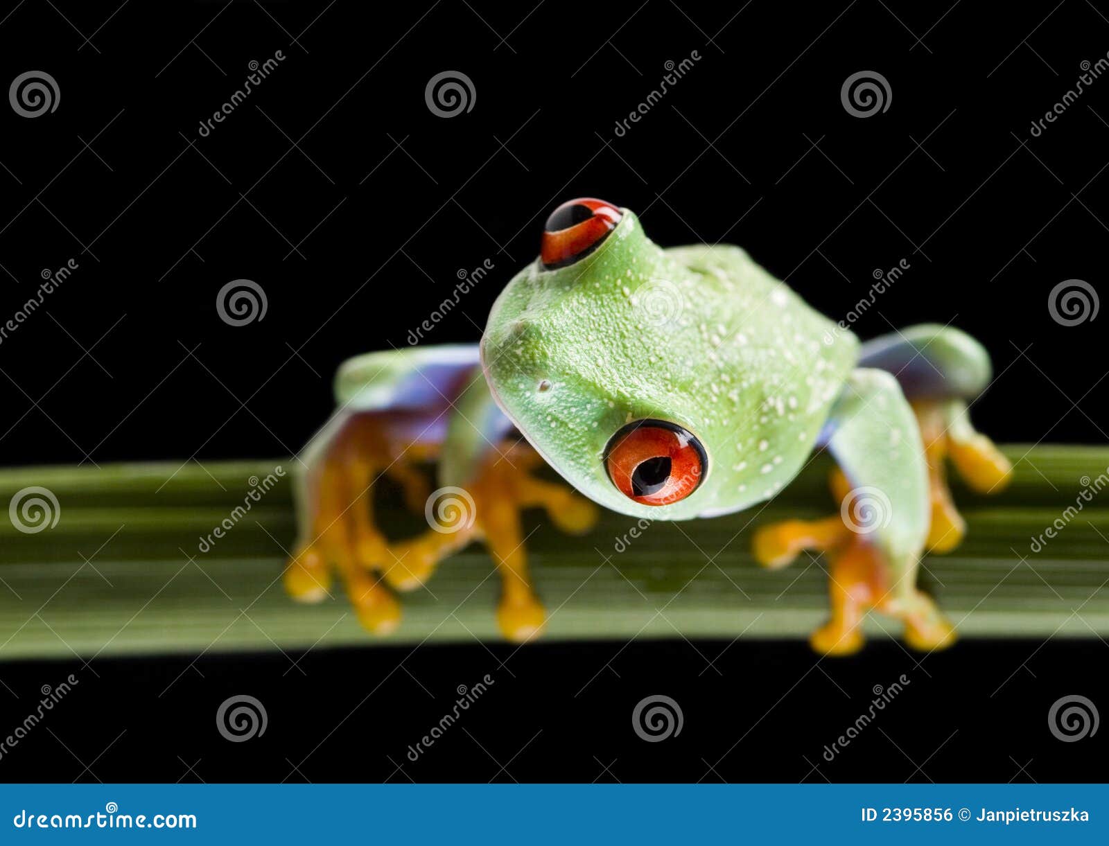 Rode kikker stock foto. Image of kijk, sinaasappel, ogen - 2395856