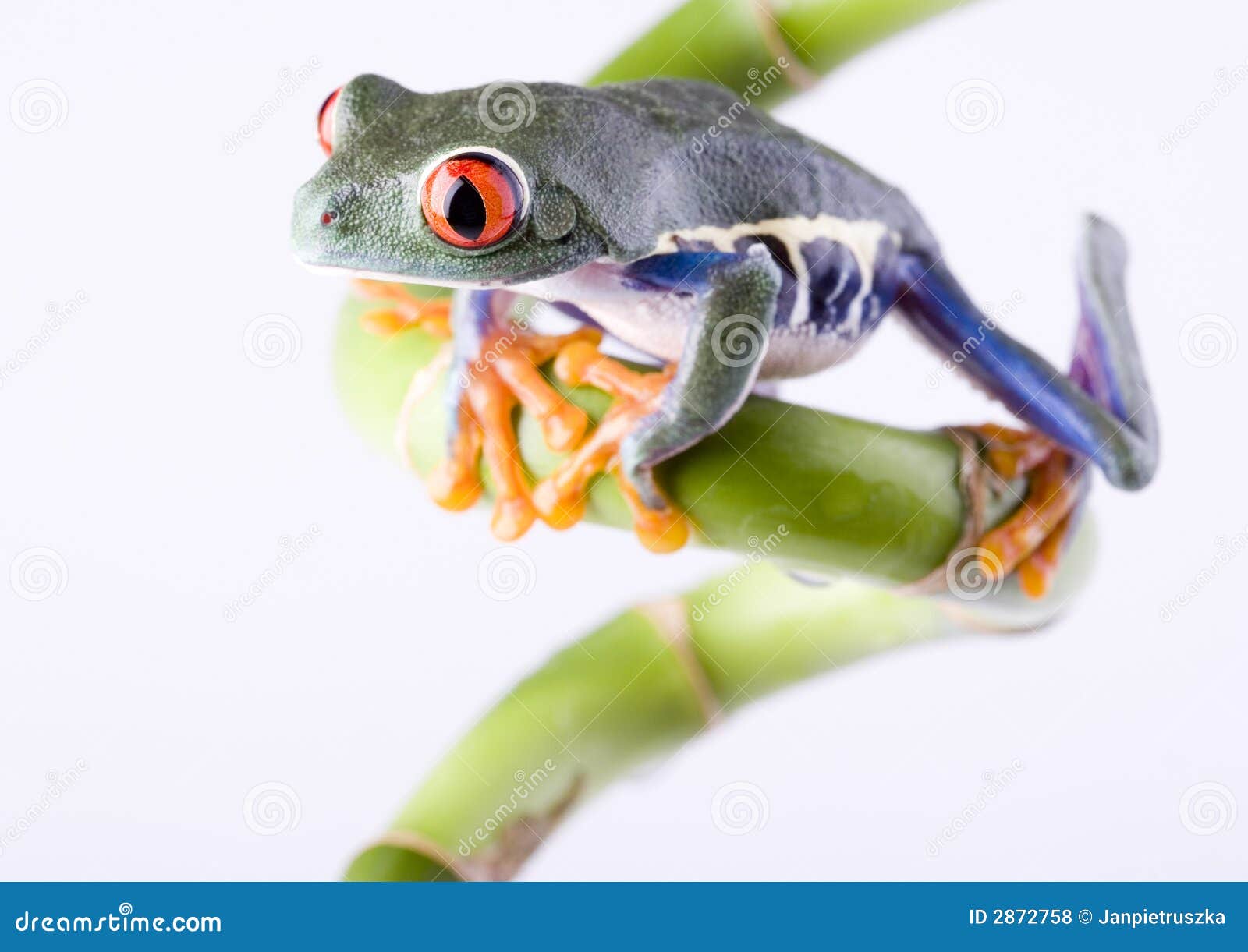 Rode kikker stock foto. Image of groot, samenvoegen, amfibie - 2872758