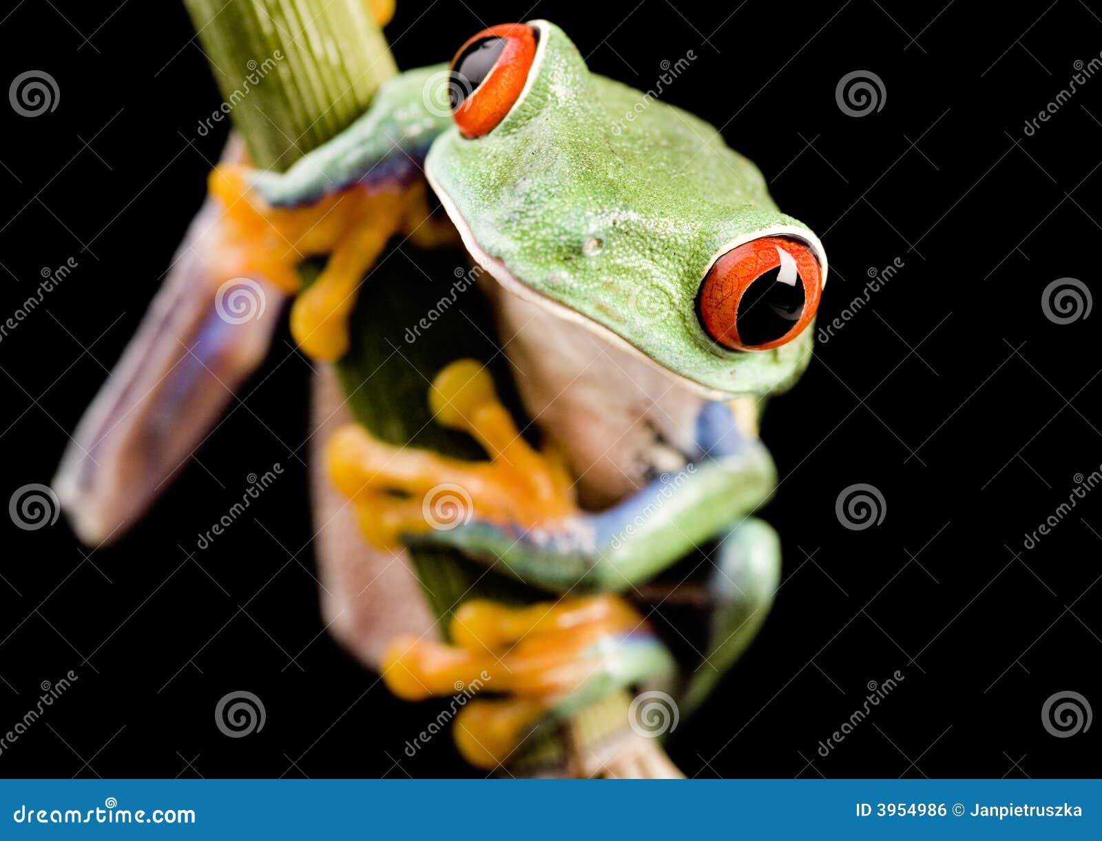 Rode kikker stock foto. Image of groot, boom, dier, amfibie - 3954986