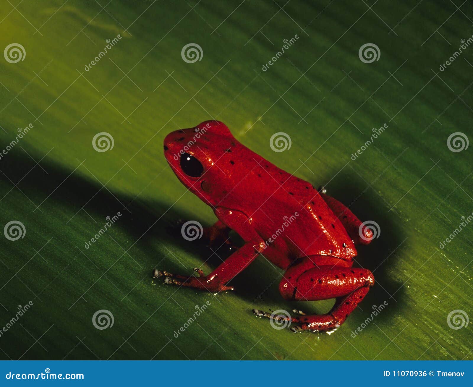 Rode kikker op een gras stock foto. Image of zomer, tong - 11070936