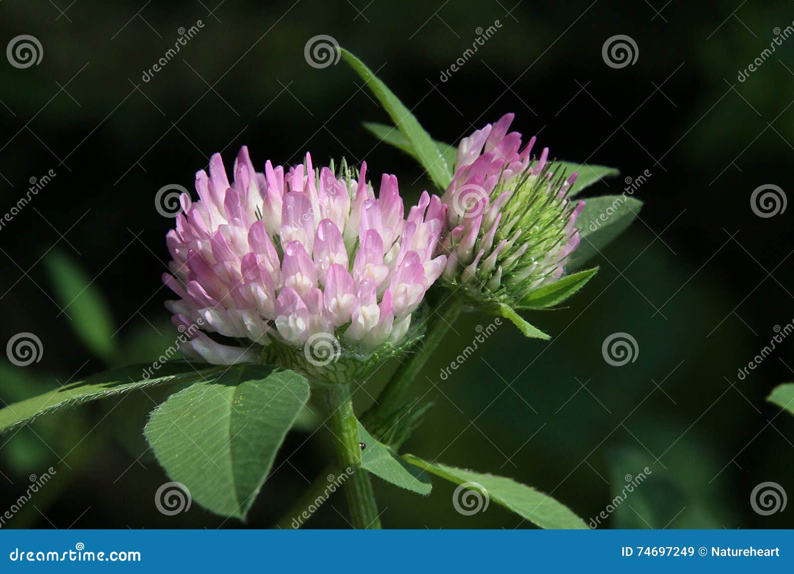 Rode Klaver (klaver Pratense) Stock Afbeelding - Image of tuinen ...