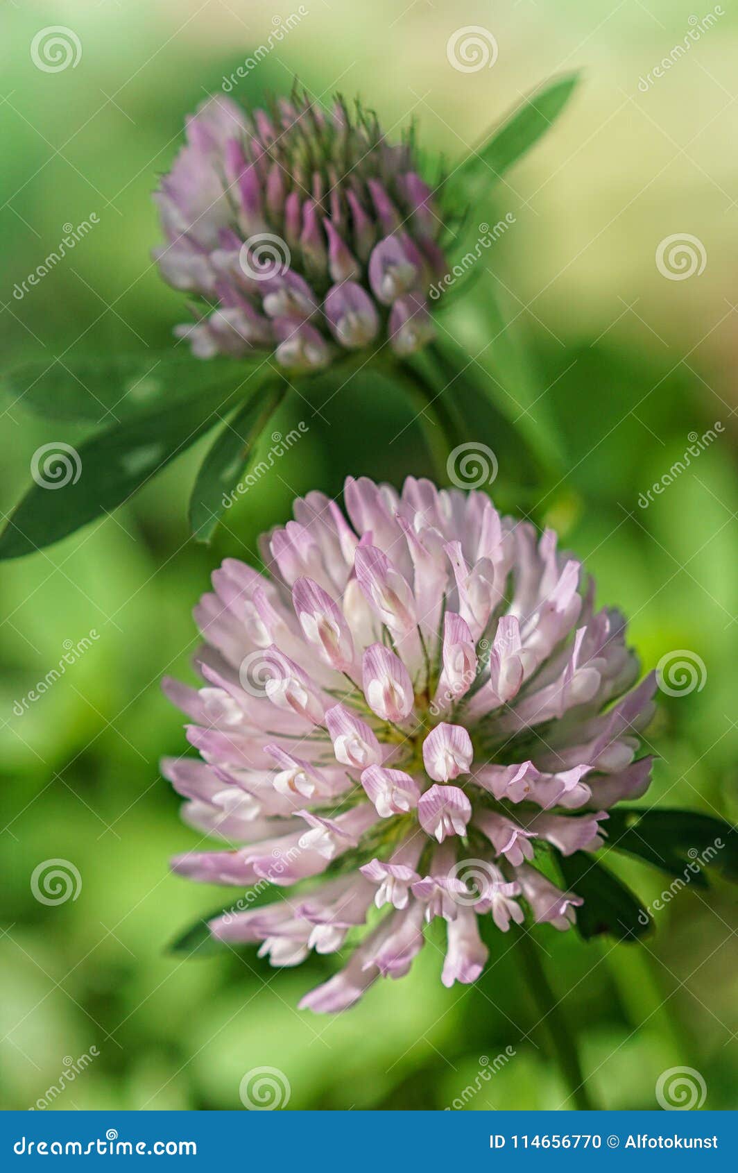 Rode Klaver, Klaver Pratense Stock Foto - Image of installatie, bloeien ...