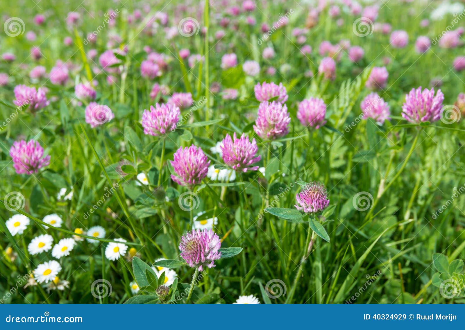 Rode Klaver Van Het Sluiten Stock Afbeelding - Image of gebied, bloem ...