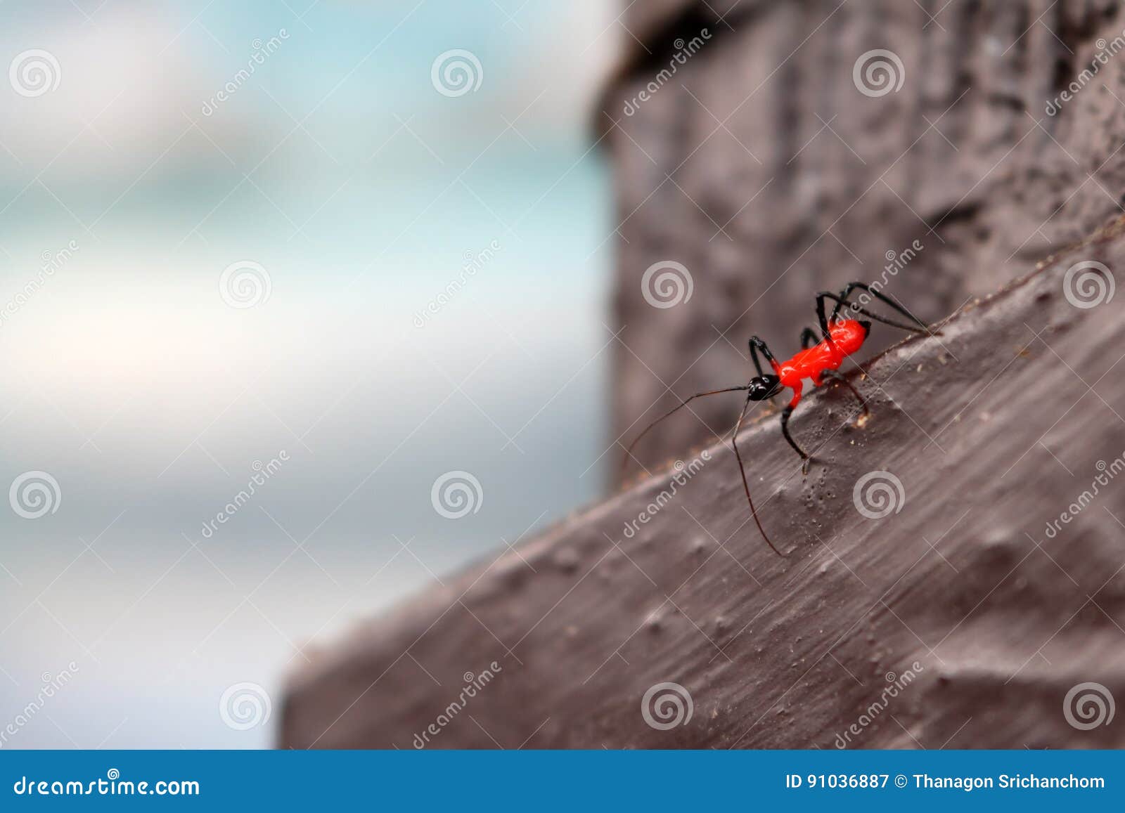 Rode Kleine Insecten Op De Vloer Stock Afbeelding - Image of wild ...